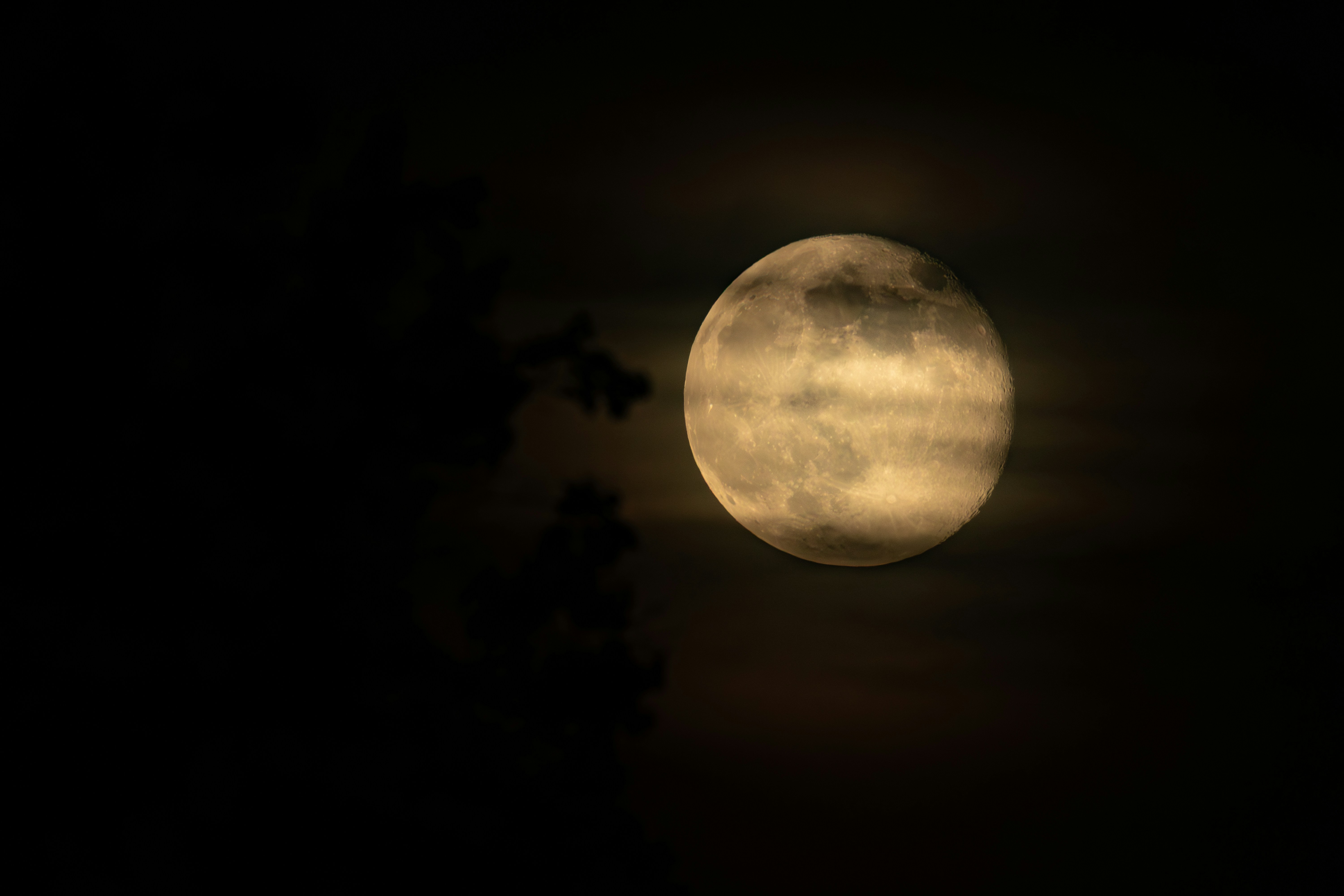FULL MOON WITH TREES