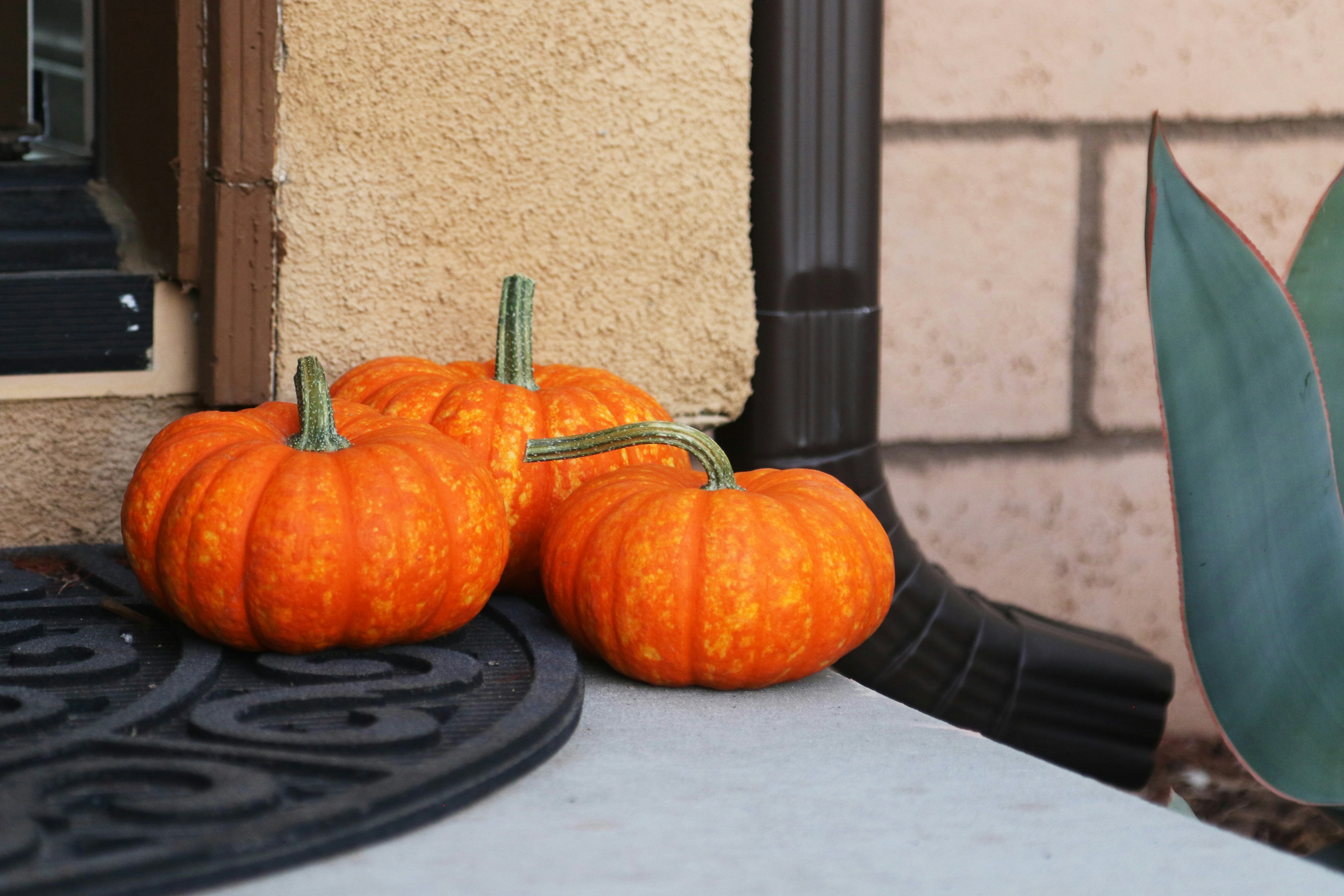 Three Small Pumpkins on a Concrete Threshold by a Black Downspout