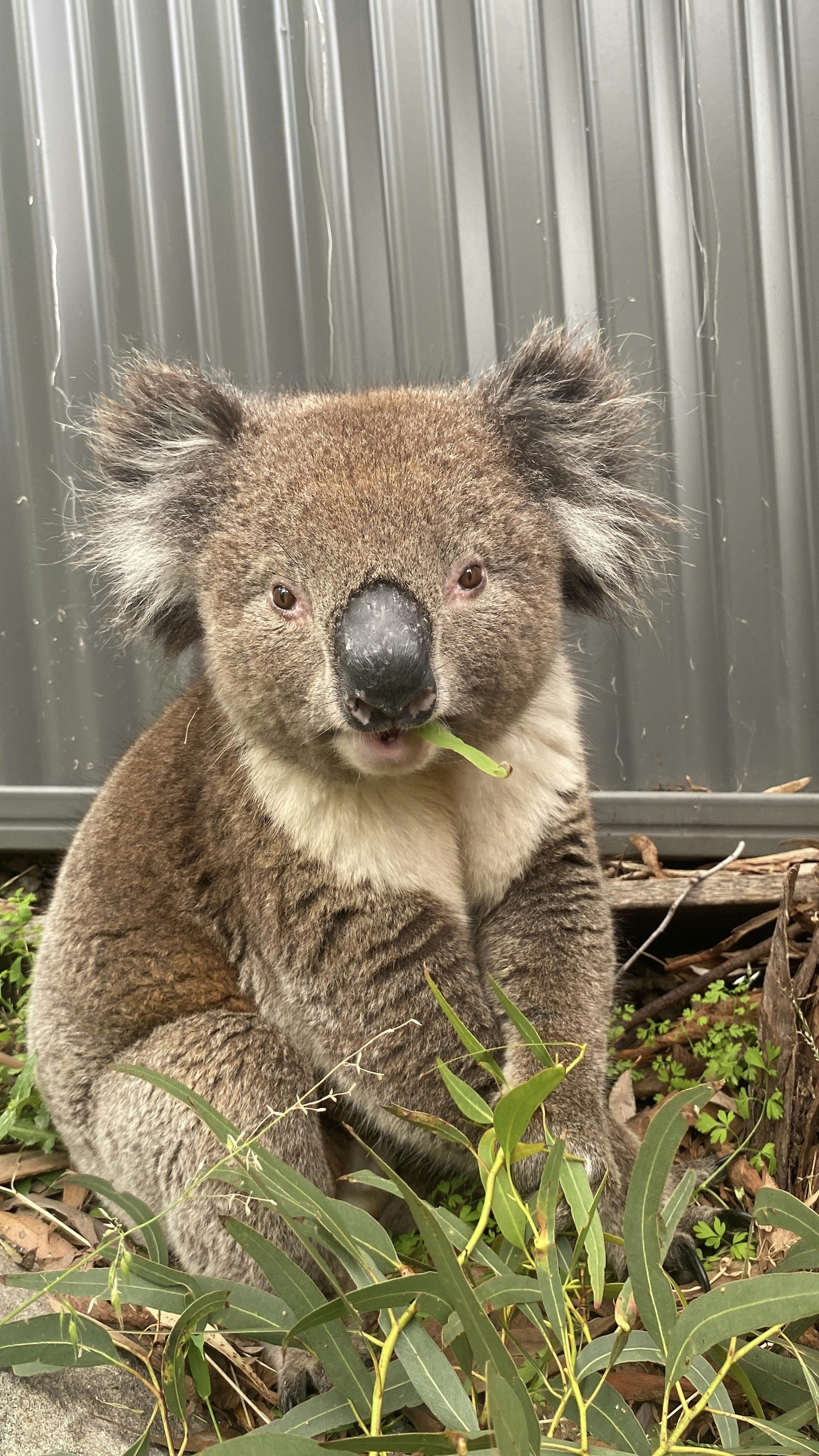 Leaf-Chewing Koala Against a Corrugated Steel Backdrop