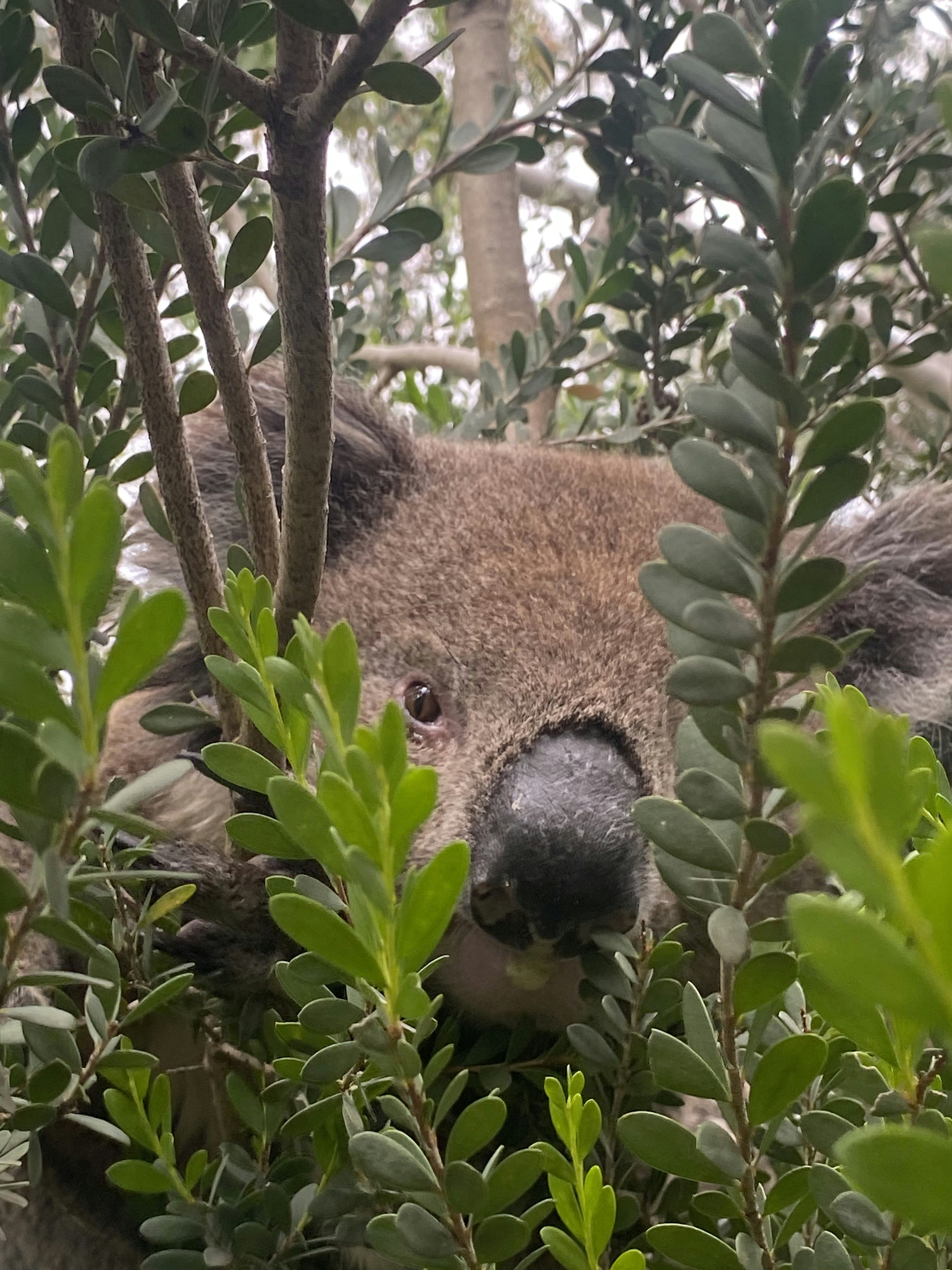 Hidden in the Foliage: Koala Peeking Through Olive Leaves