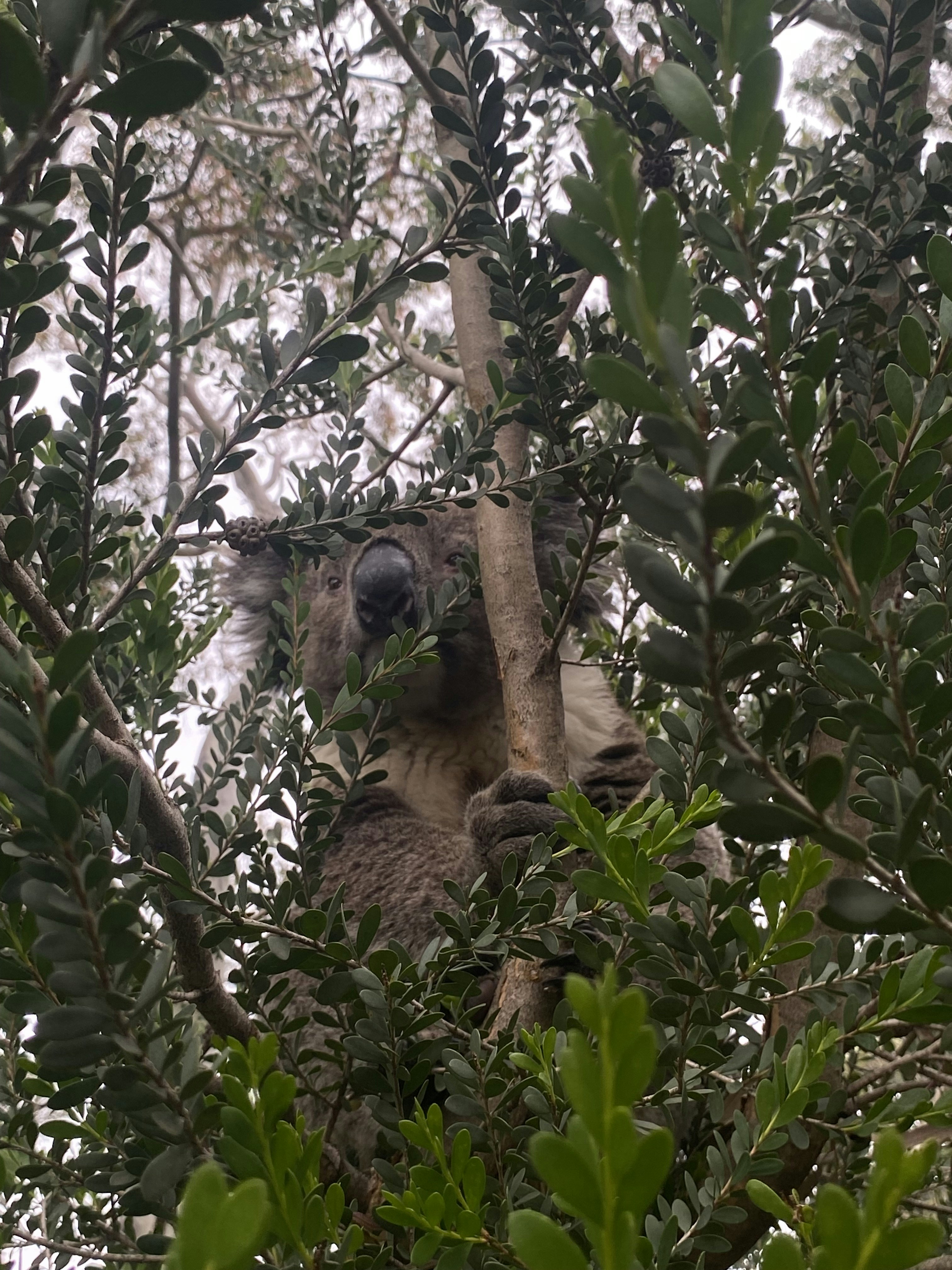 Hidden Koala Among the Green Veil
