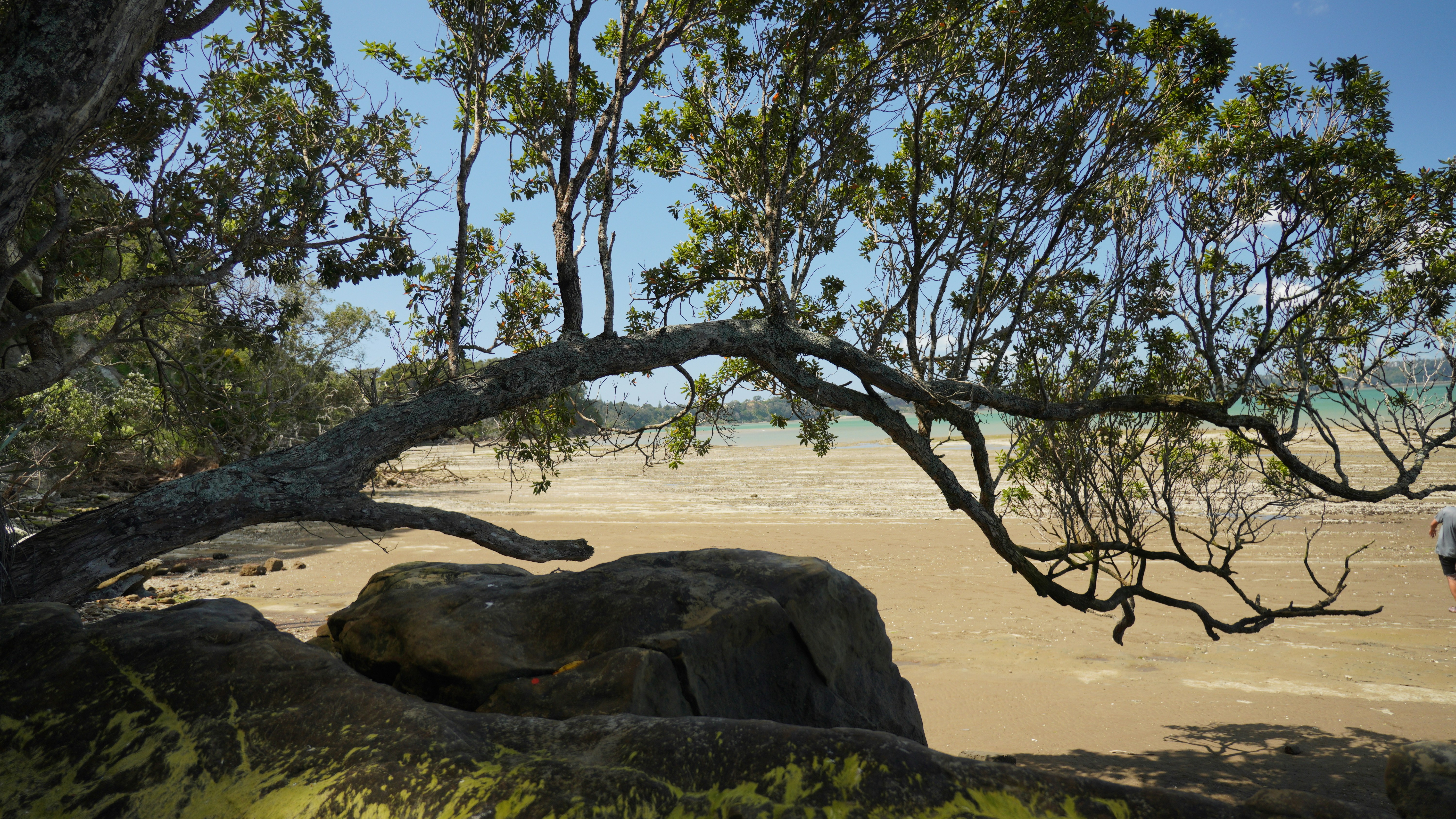 Arch of Silence: Weathered Branch Framing a Quiet Beach