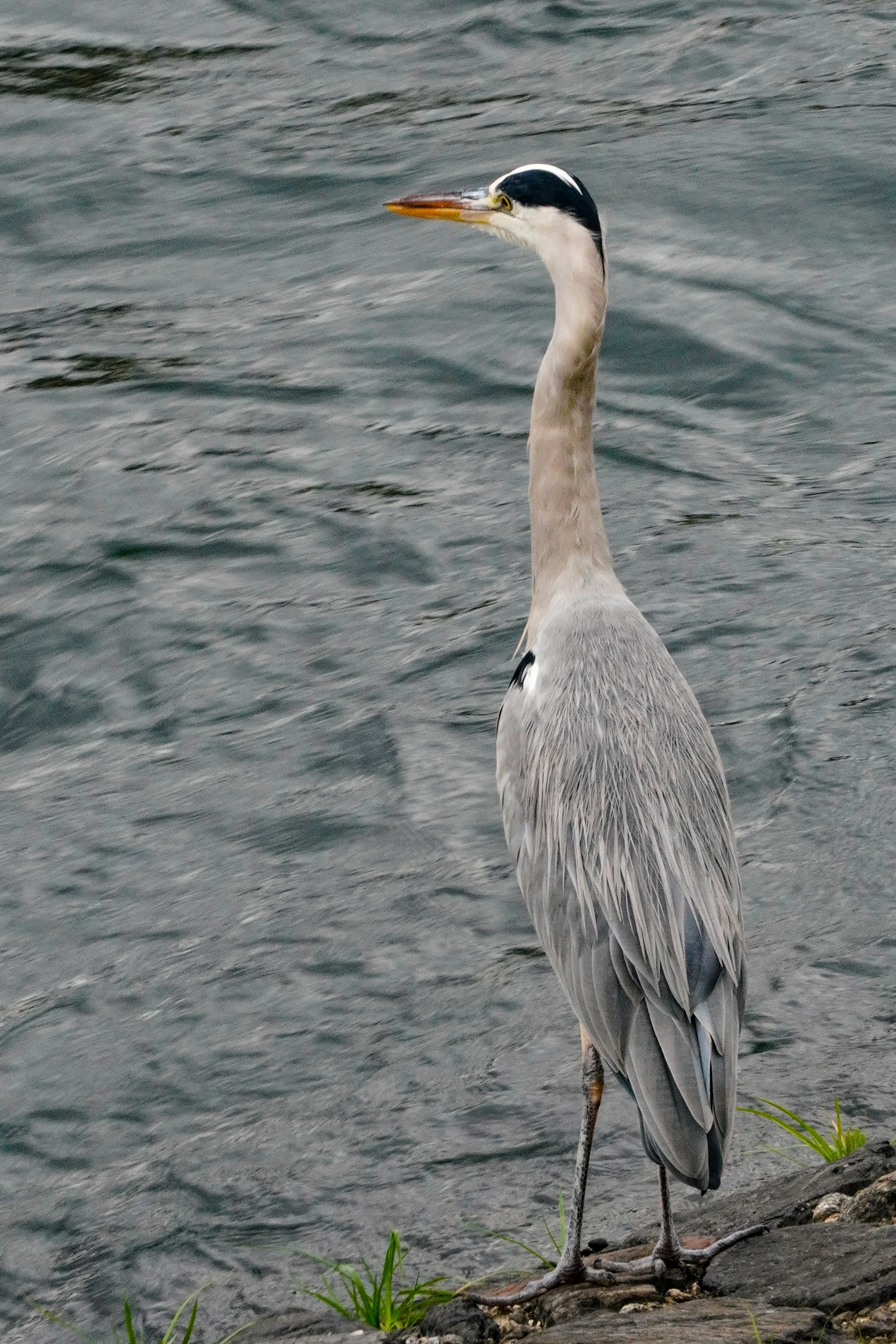 Grey Heron