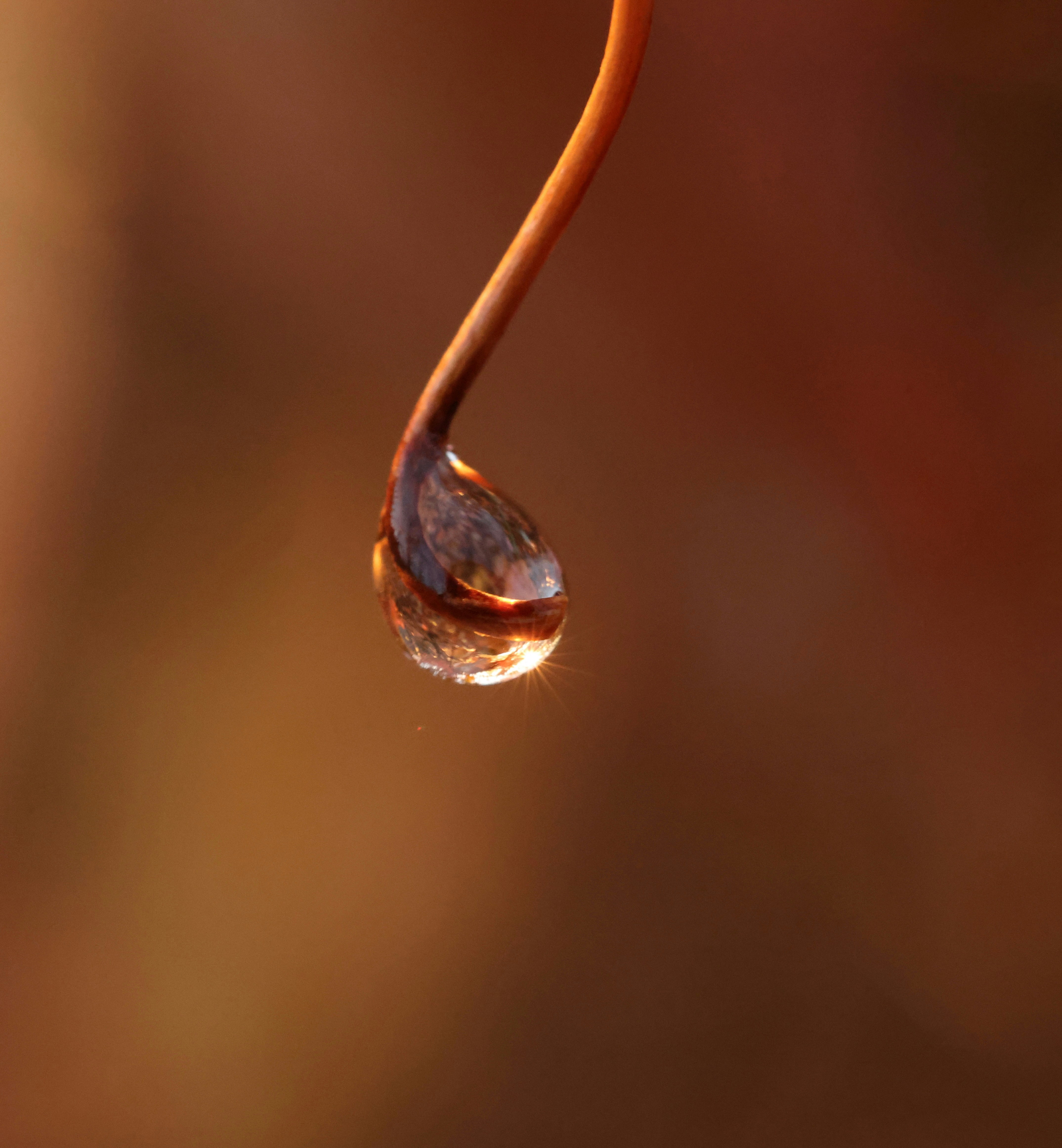 Amber Teardrop on a Curved Stem: A Macro Moment