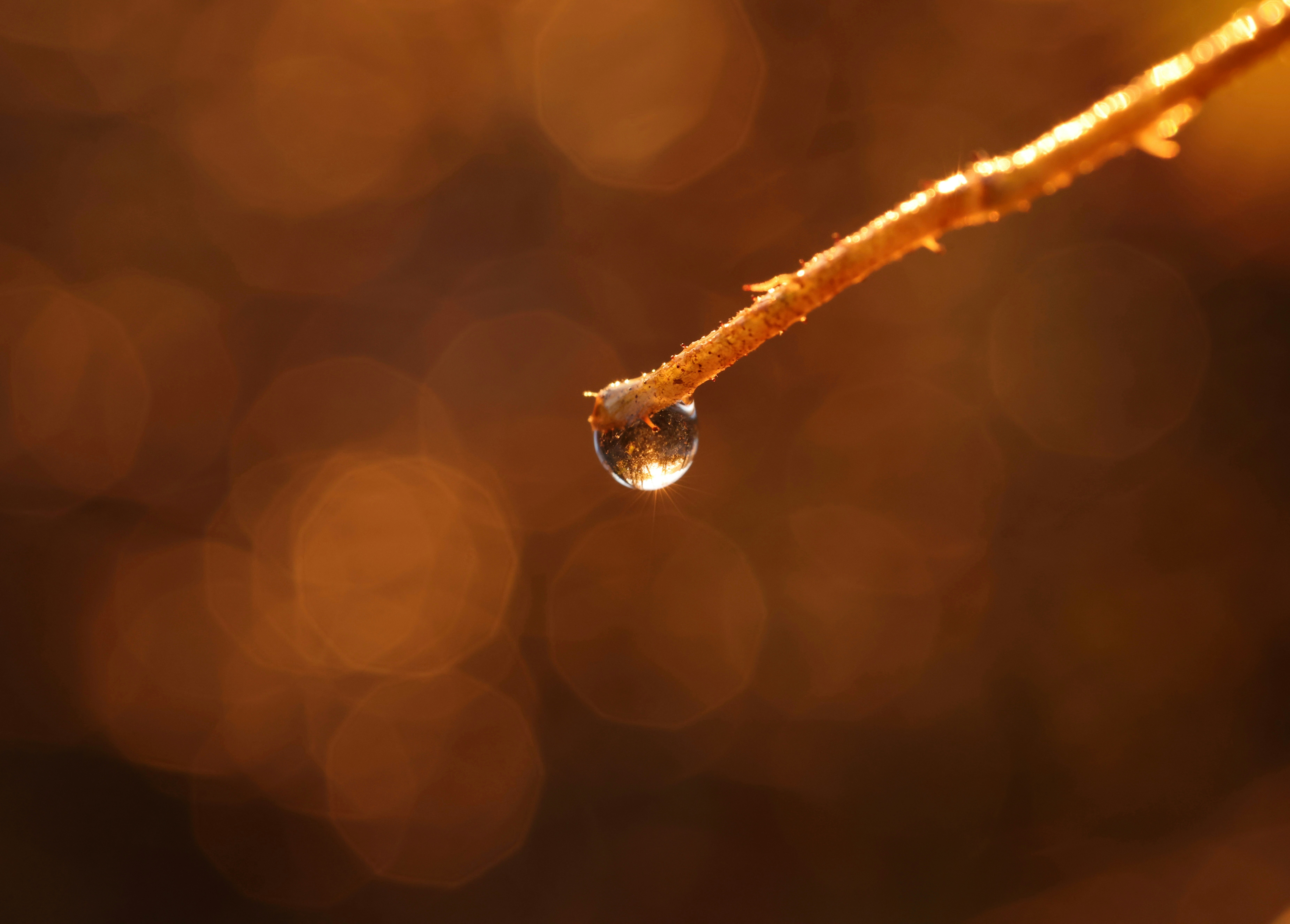 Amber Dew Jewel on a Twig: Macro Portrait in Warm Bokeh