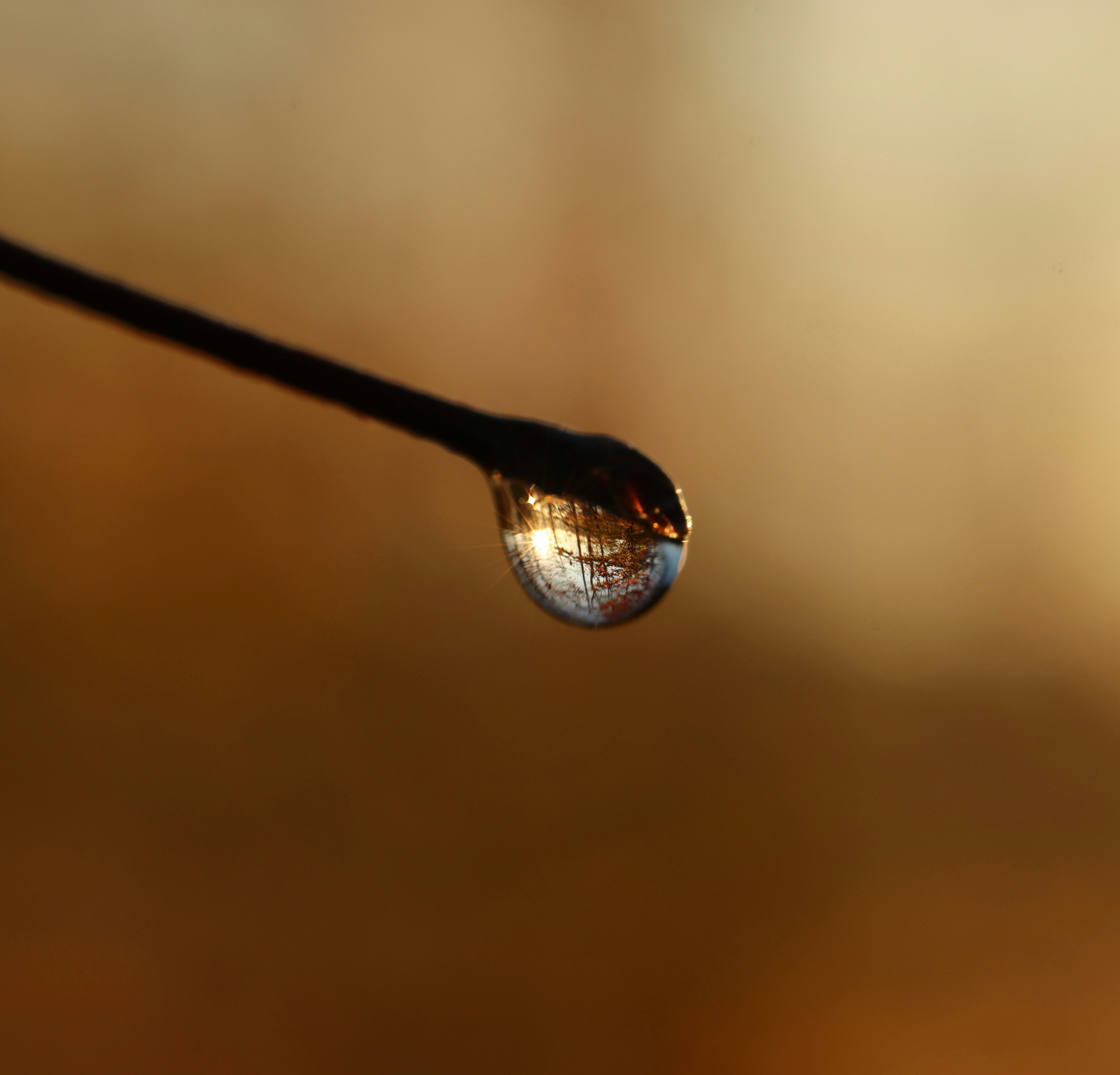 Amber Refractions on a Twig: The Quiet Drama of a Droplet