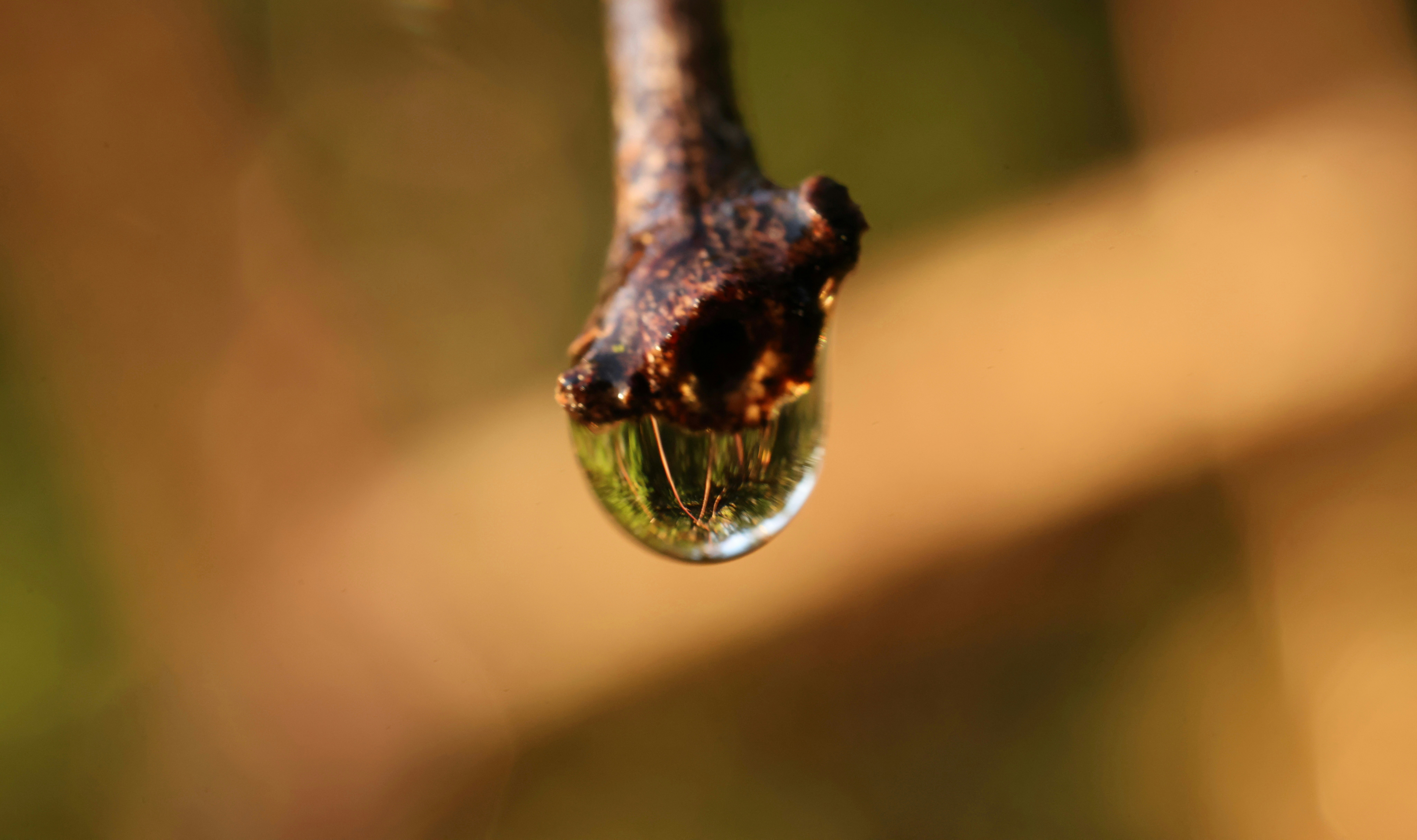 Glass Bead, Green Mirror: A Droplet's Quiet Macro Moment