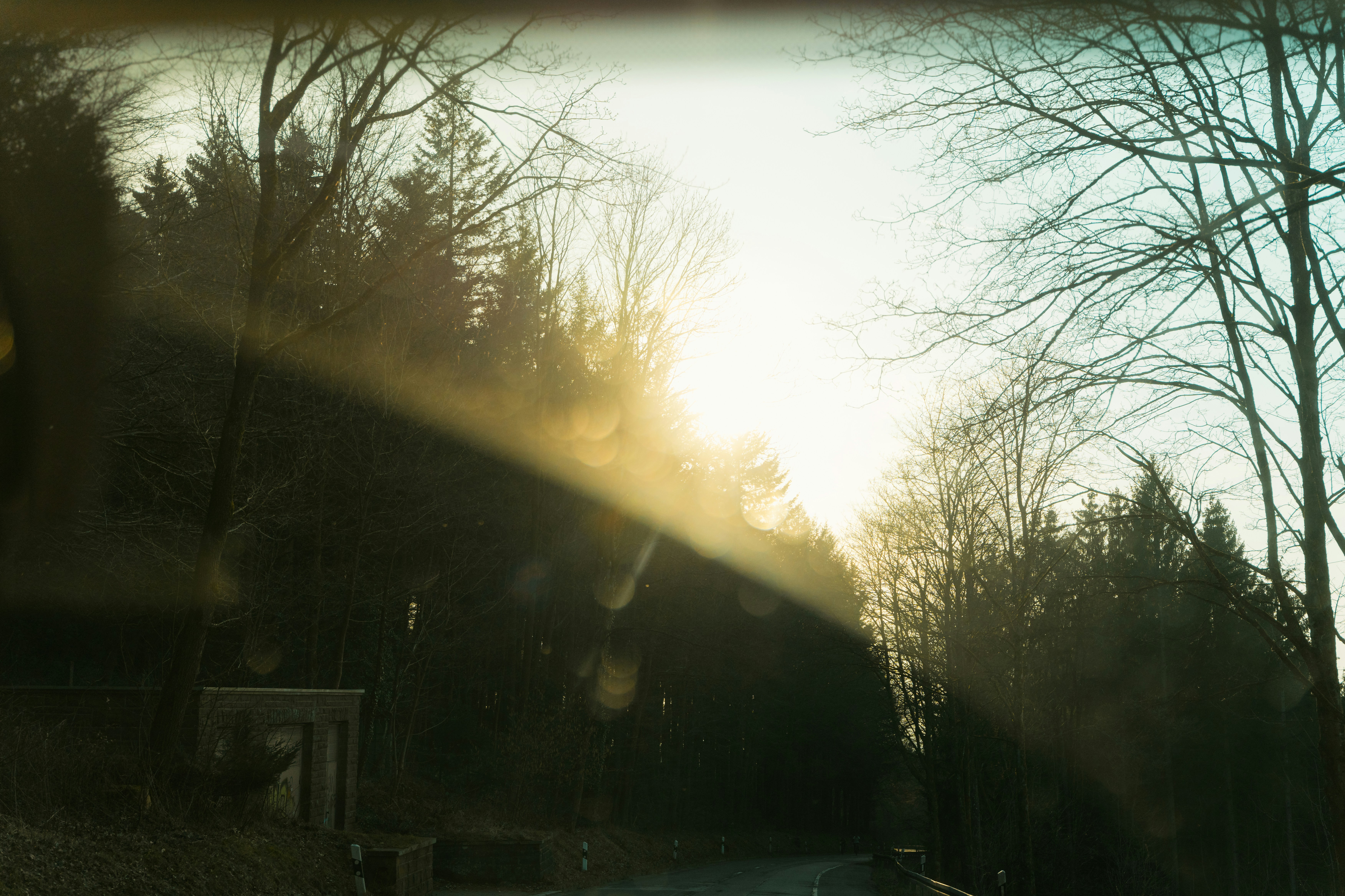 Solar Ribbon Across a Quiet Forest Road