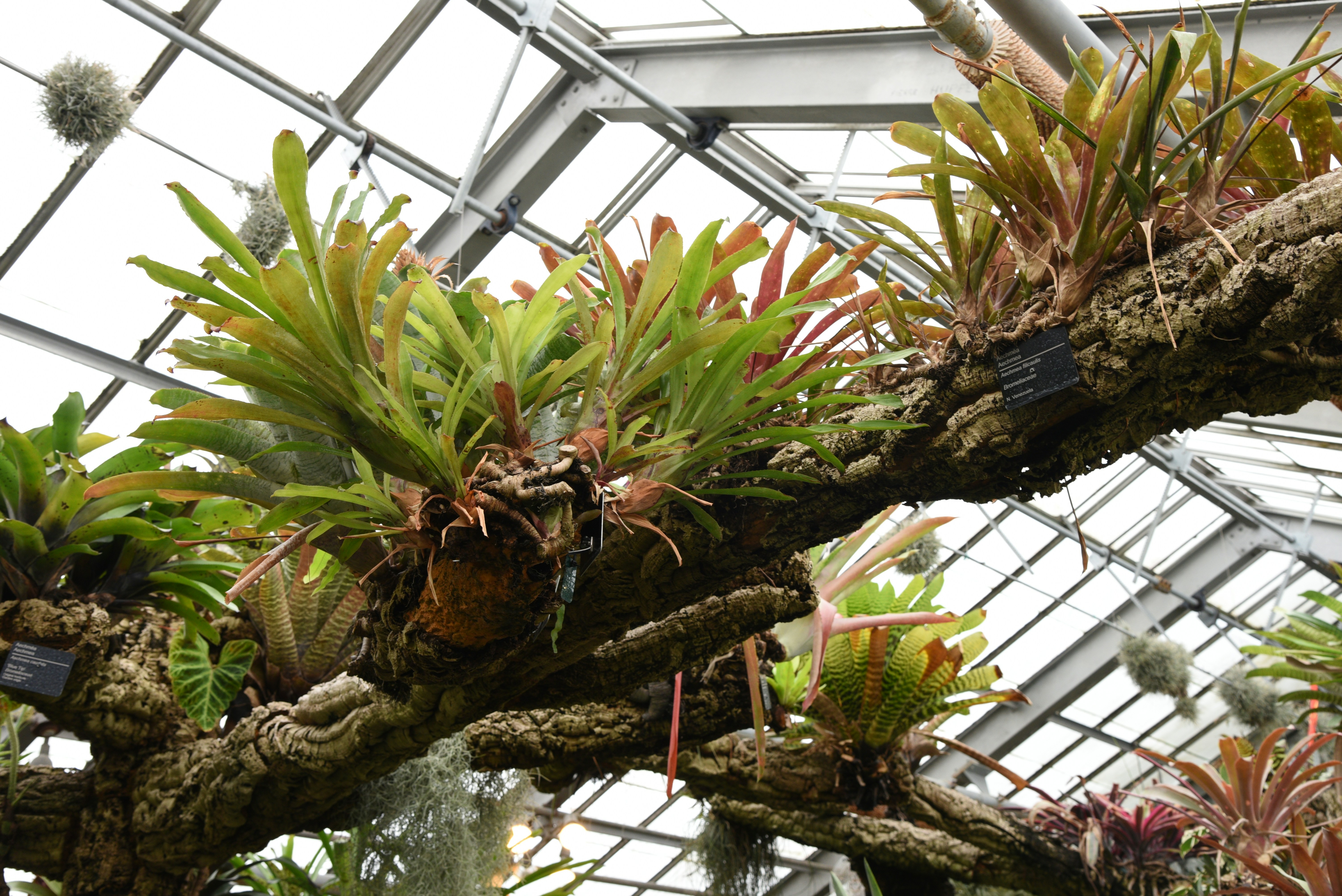 Bromeliad Choir on a Mossy Branch Beneath the Glasshouse Roof