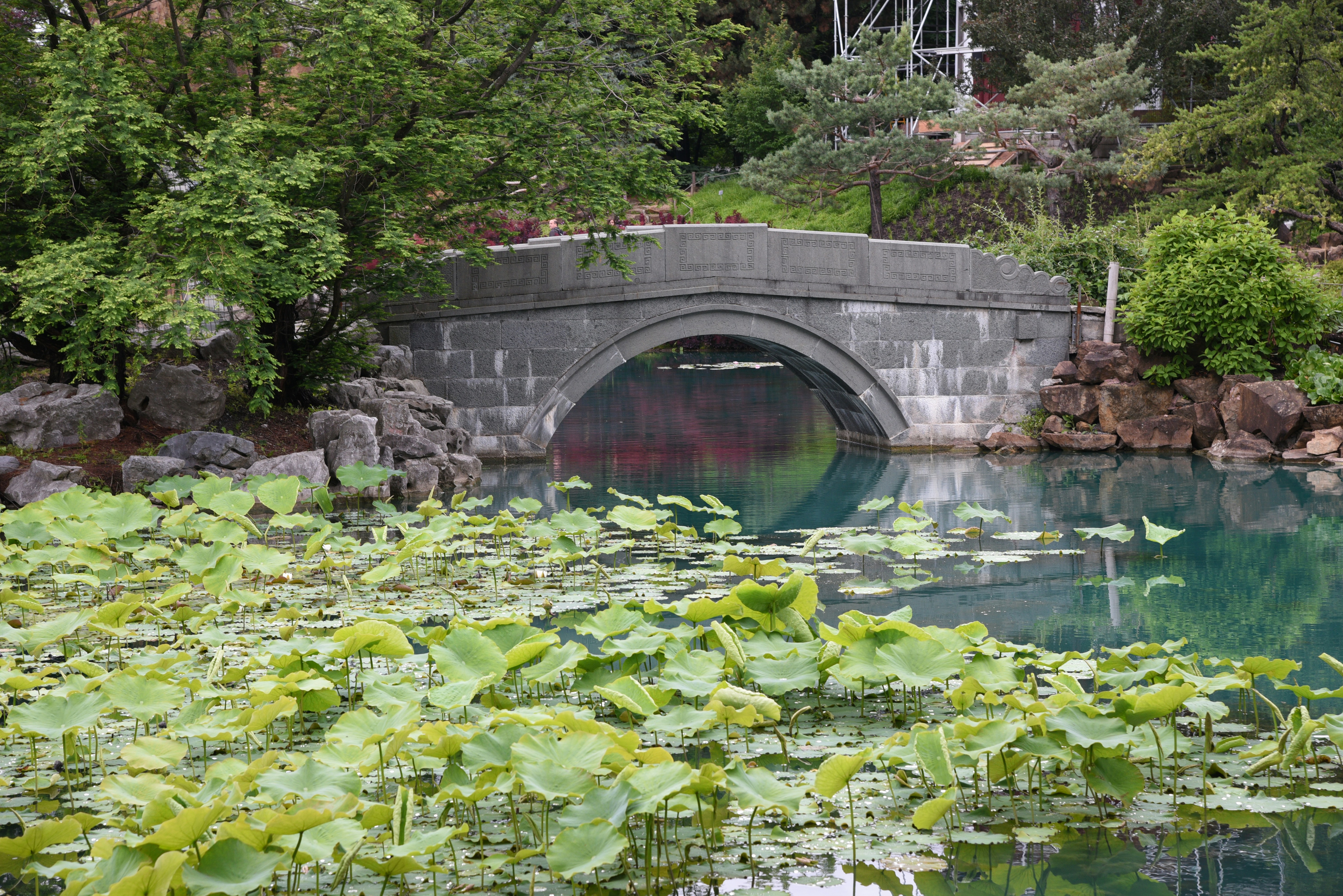 The Hidden Arch: A Quiet Lily-Pond Crossing