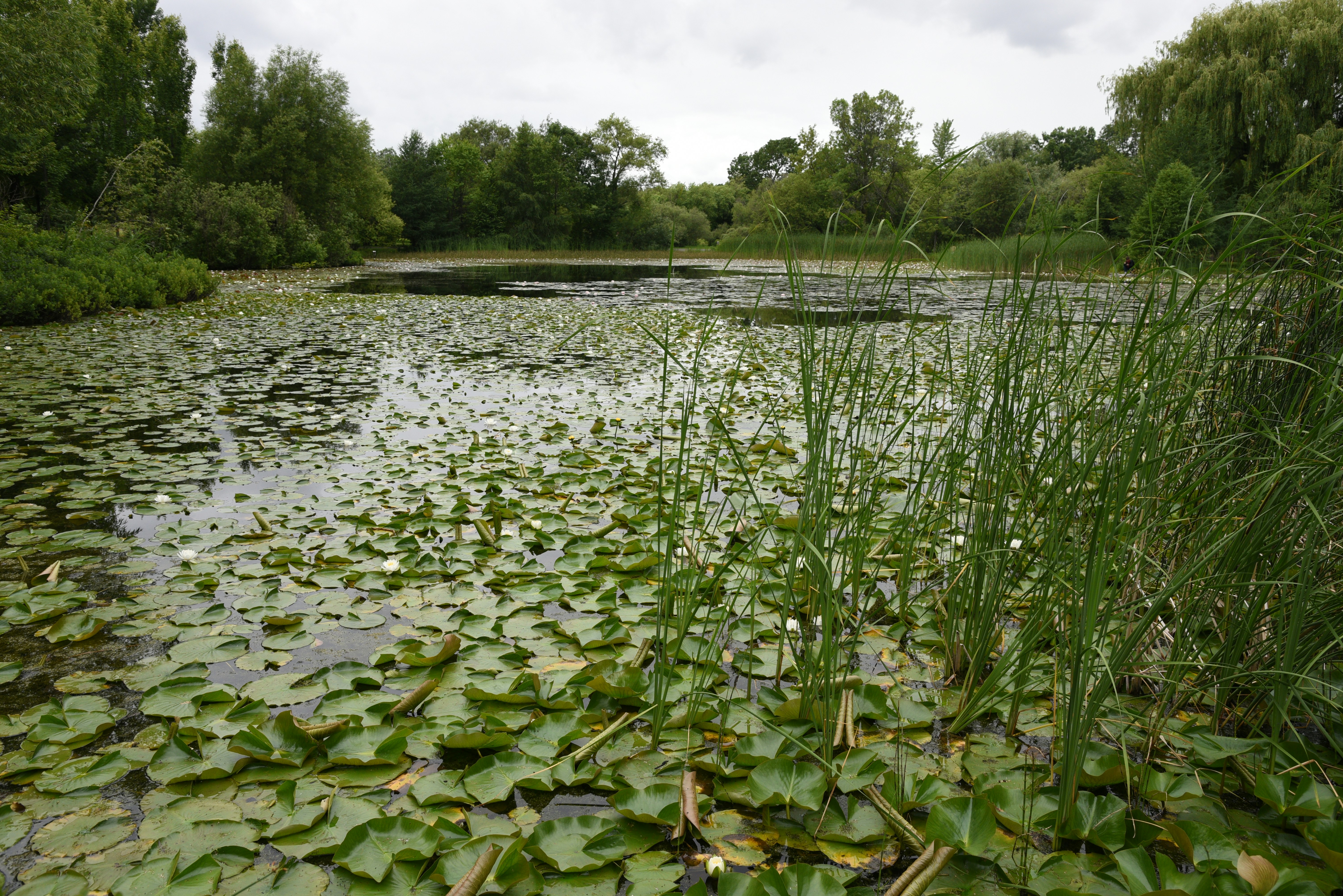 Lily-Pad Frontier: Reeds at the Edge of a Quiet Pond