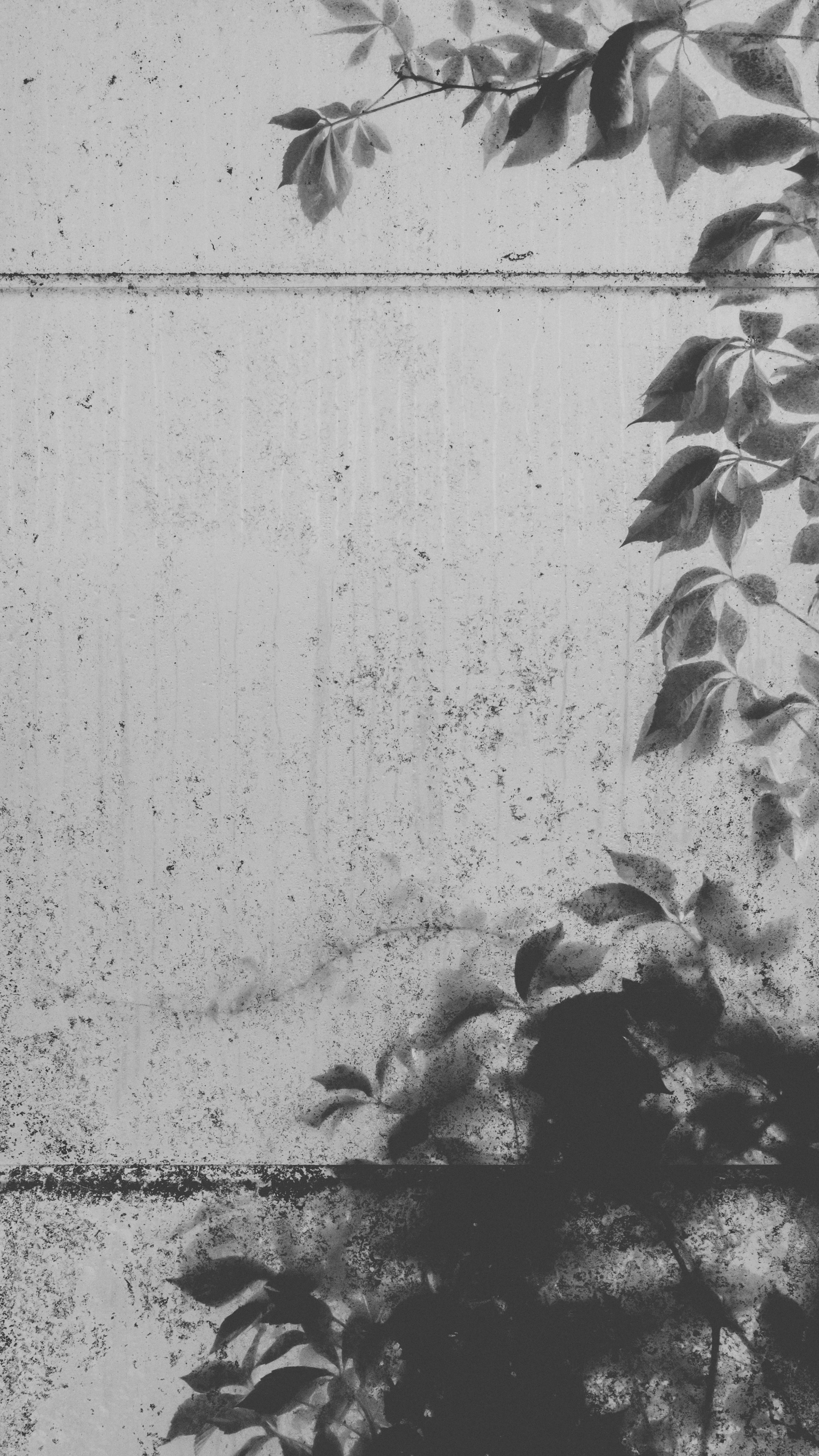 Ivy through greenhouse glass.