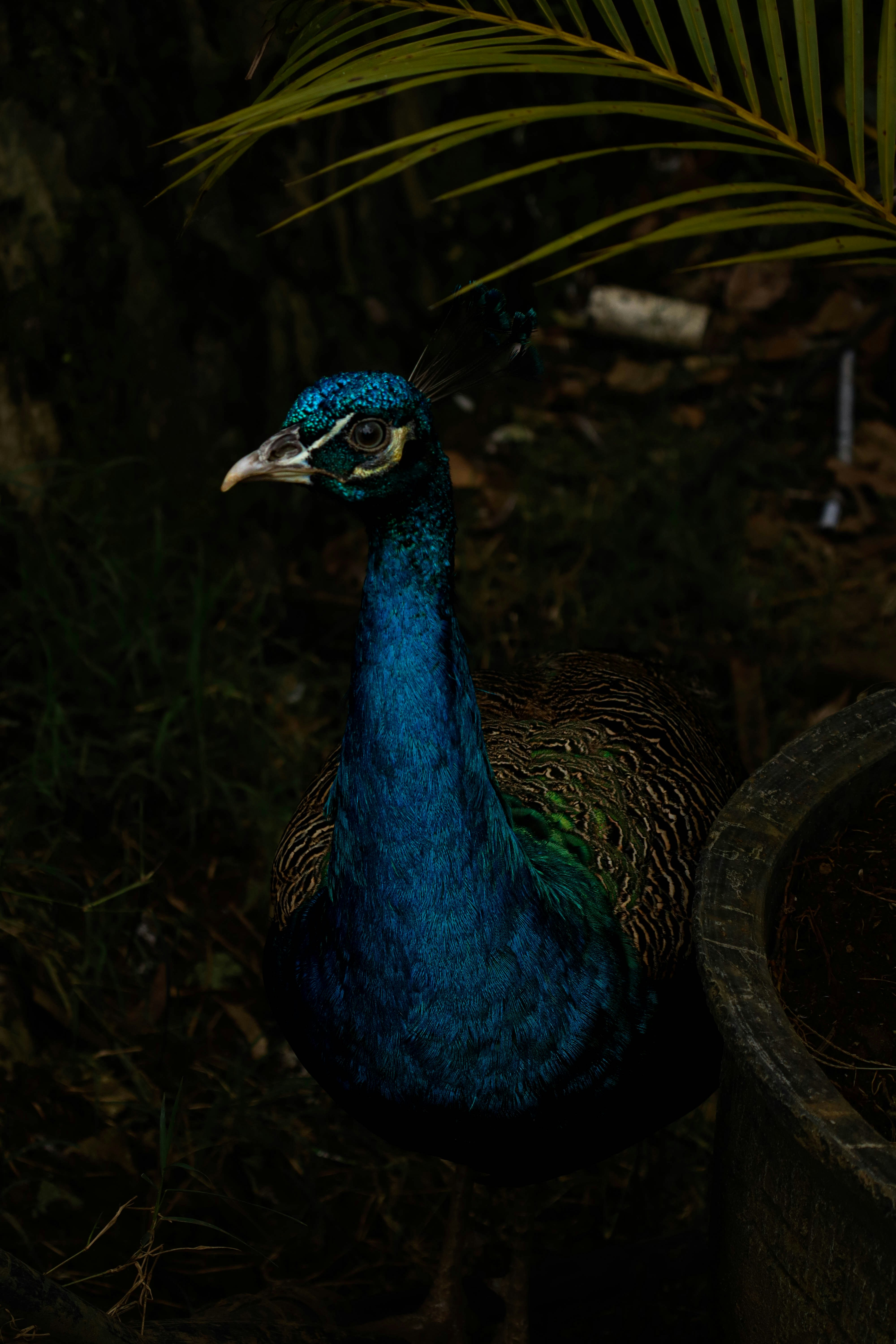 Midnight Blue: The Peacock’s Quiet Gaze in a Shadowed Garden