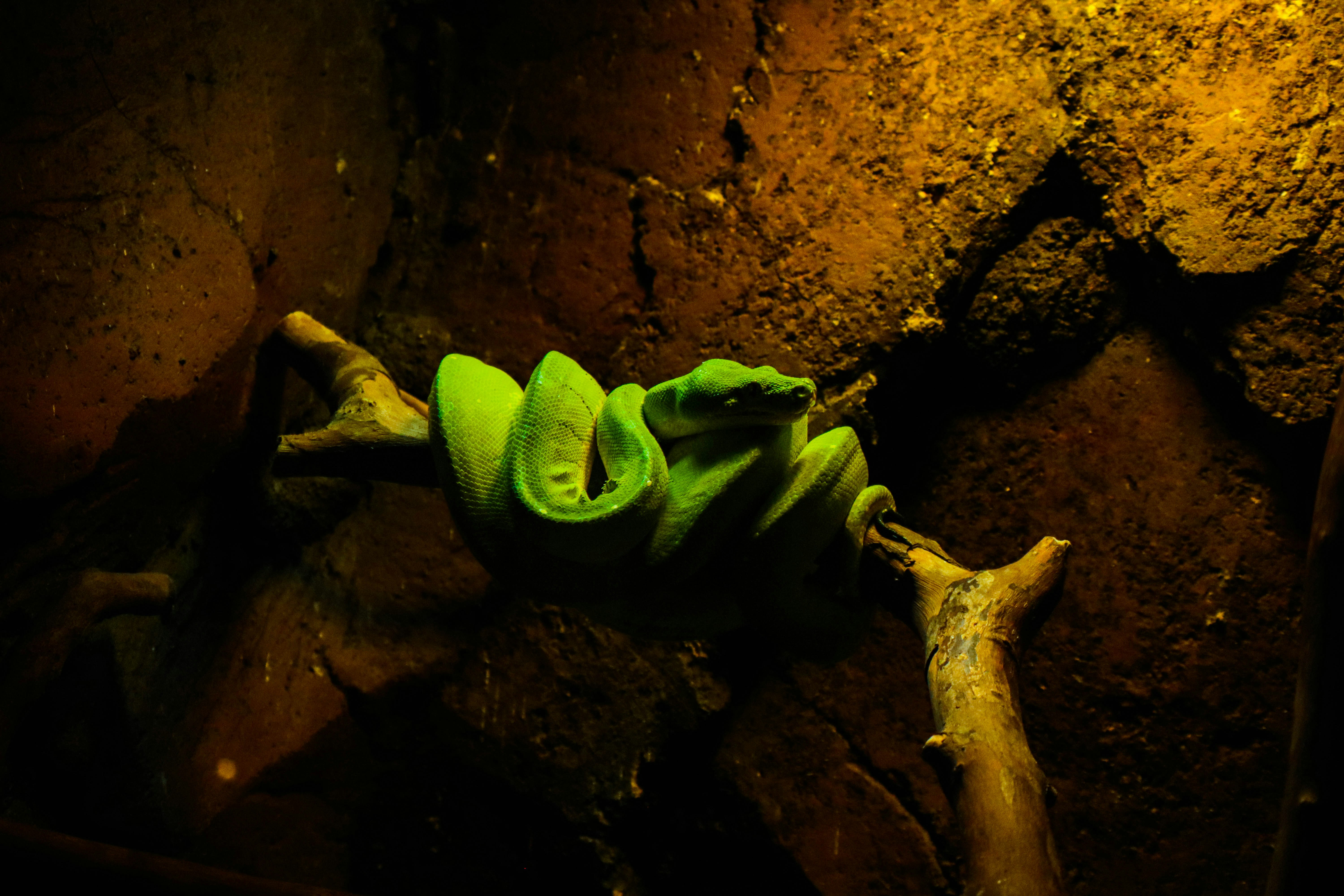 Emerald Gecko in a Cavern's Warm Glow