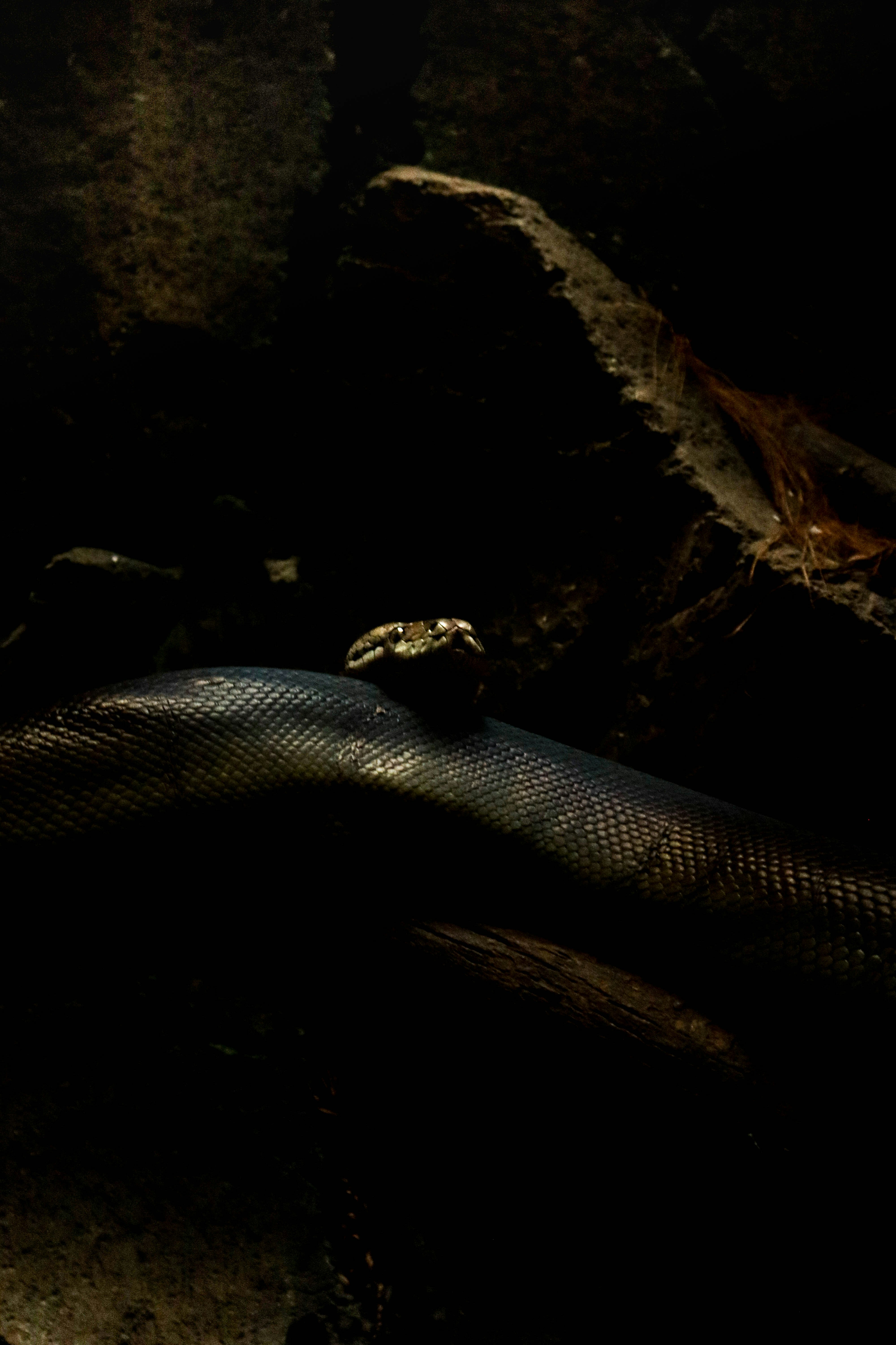 Nocturnal Coil on Shadowed Rock