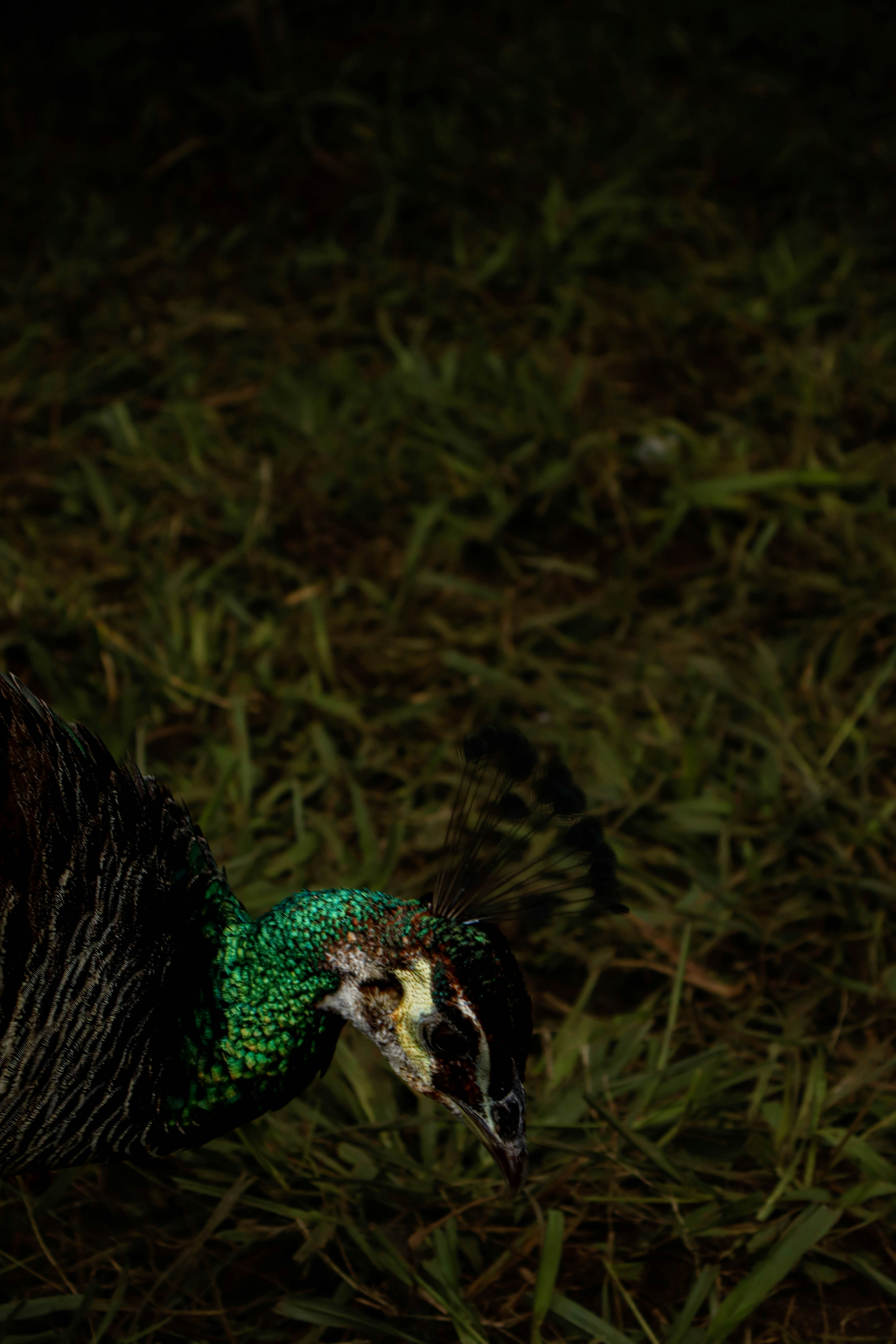 Emerald-Throated Phenom: A Peahen's Subtle Glance in Low Light