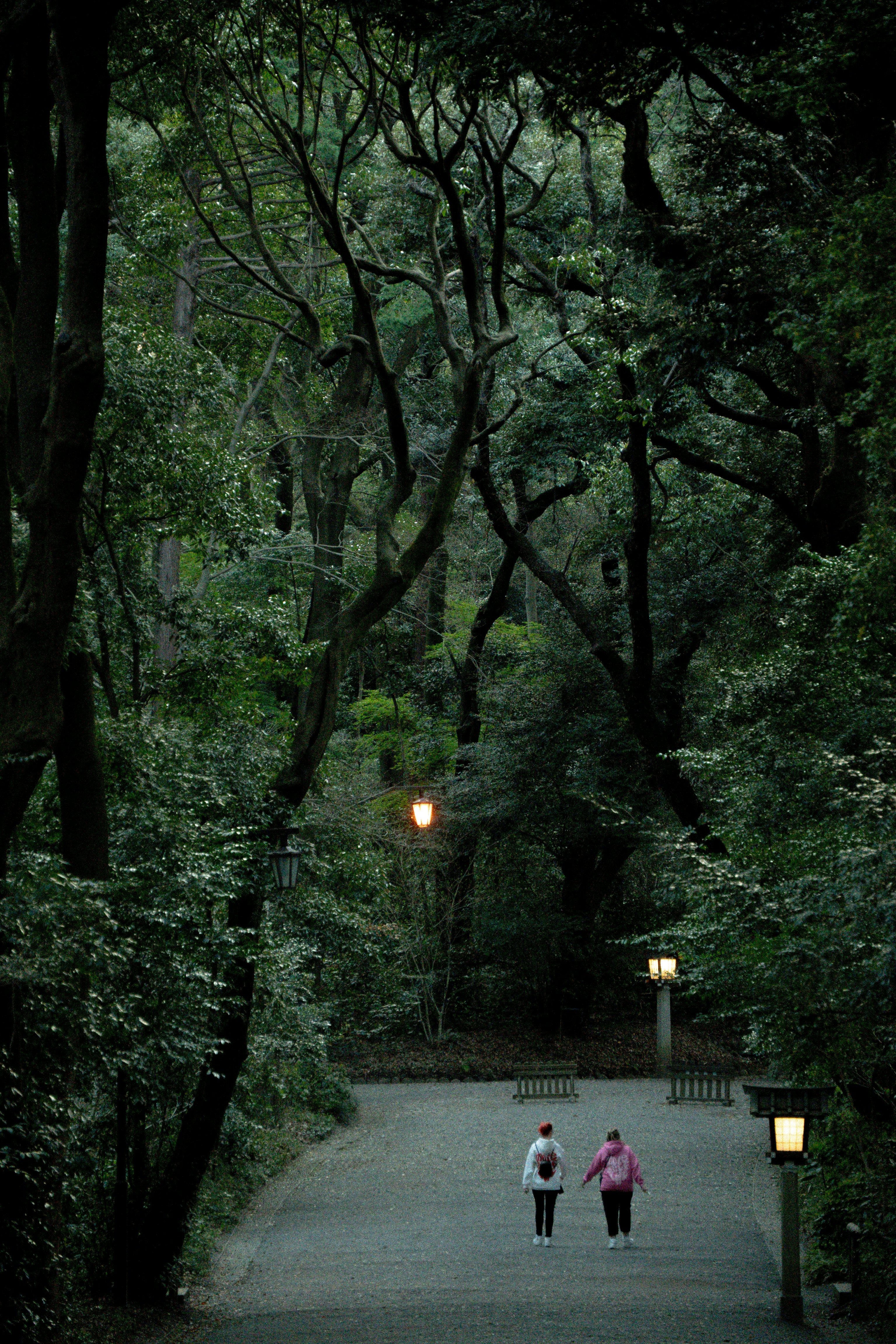 Twilight Crossing Beneath the Arched Canopy