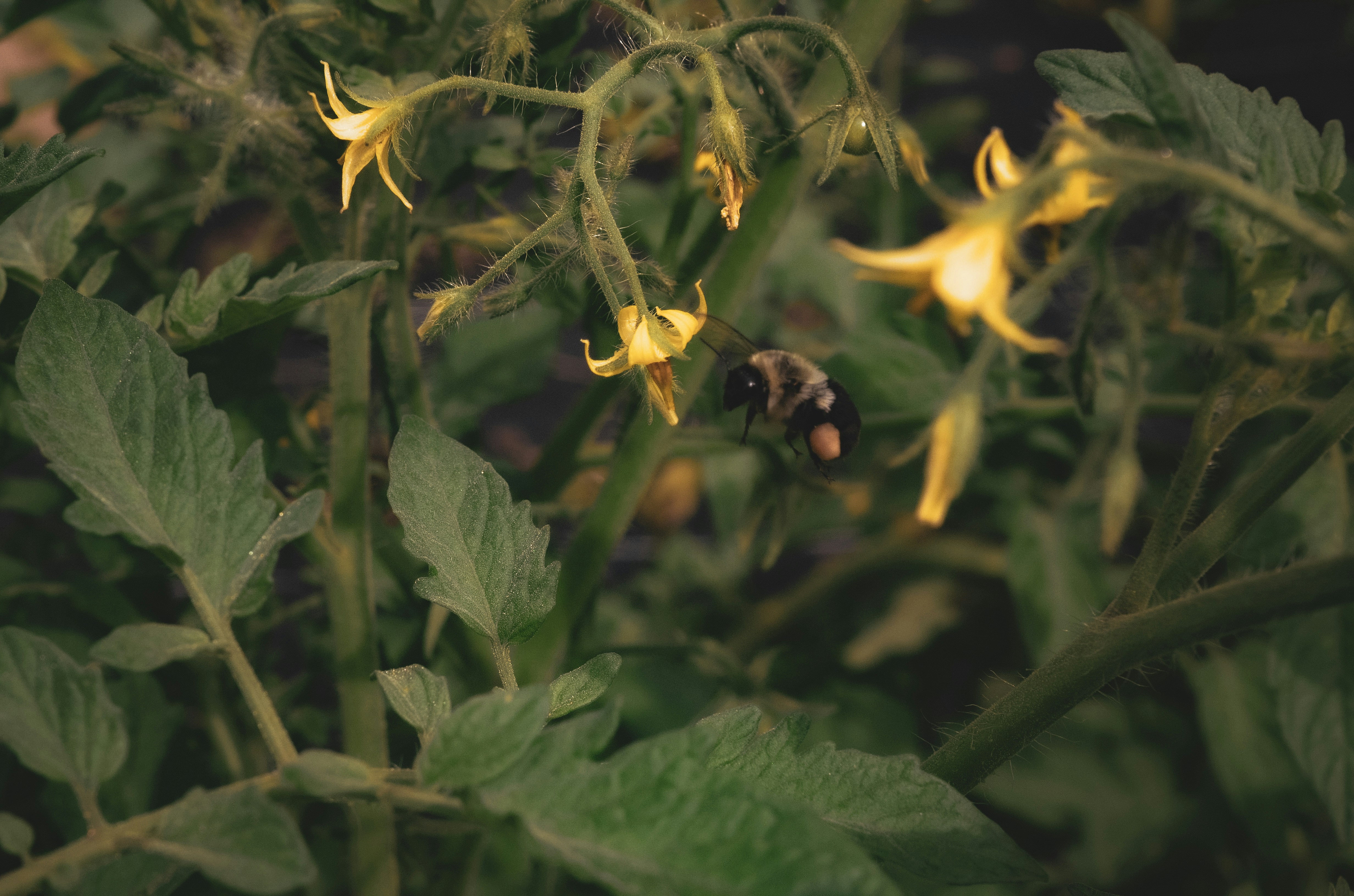 Bumblebee Among Tomato Blossoms: a Quiet Pollination Moment