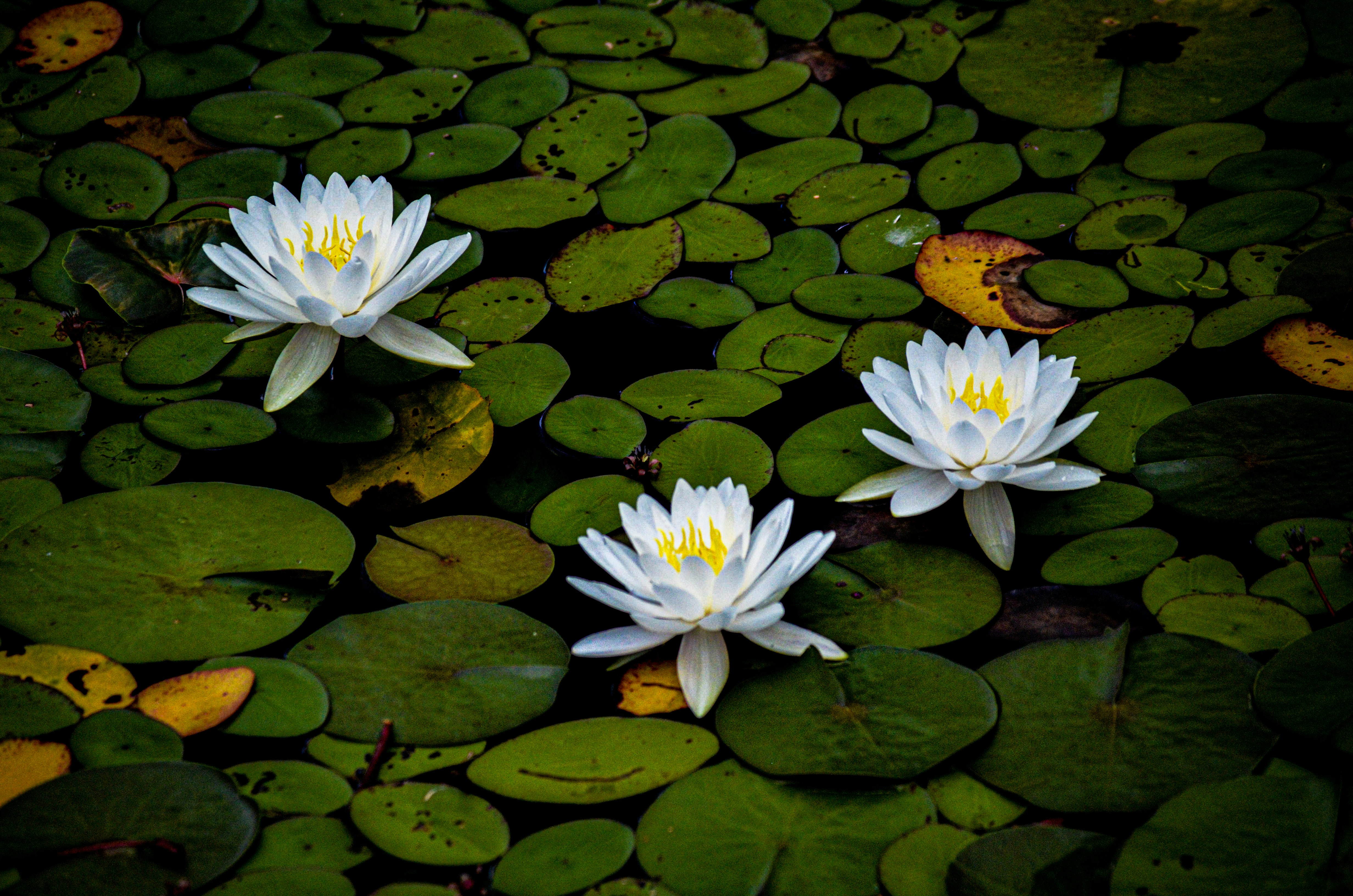 Three White Water Lilies Among Emerald Lily Pads at Dusk