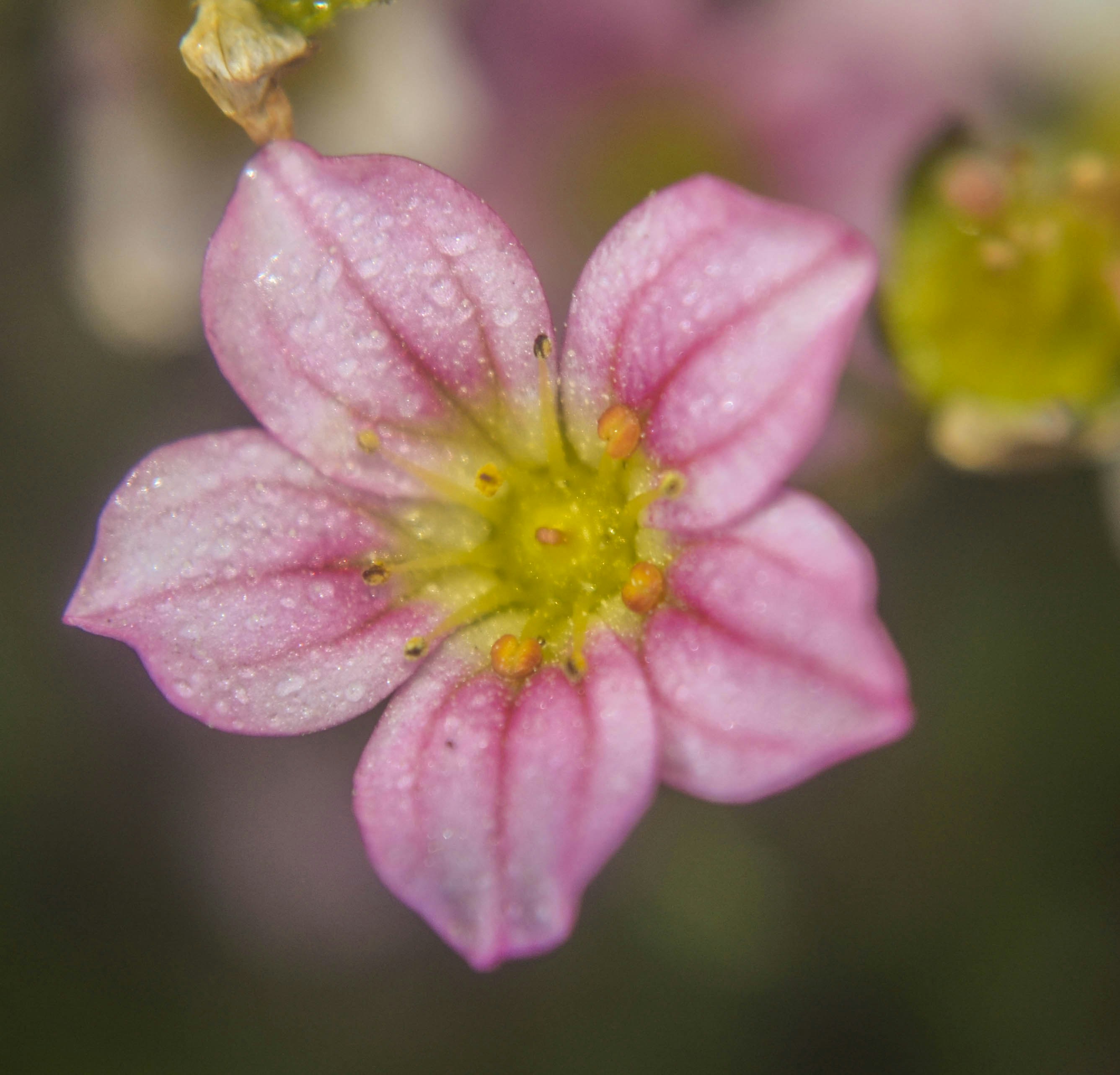 Dew-Glossed Pink Bloom: A Macro Portrait of Fragile Petals