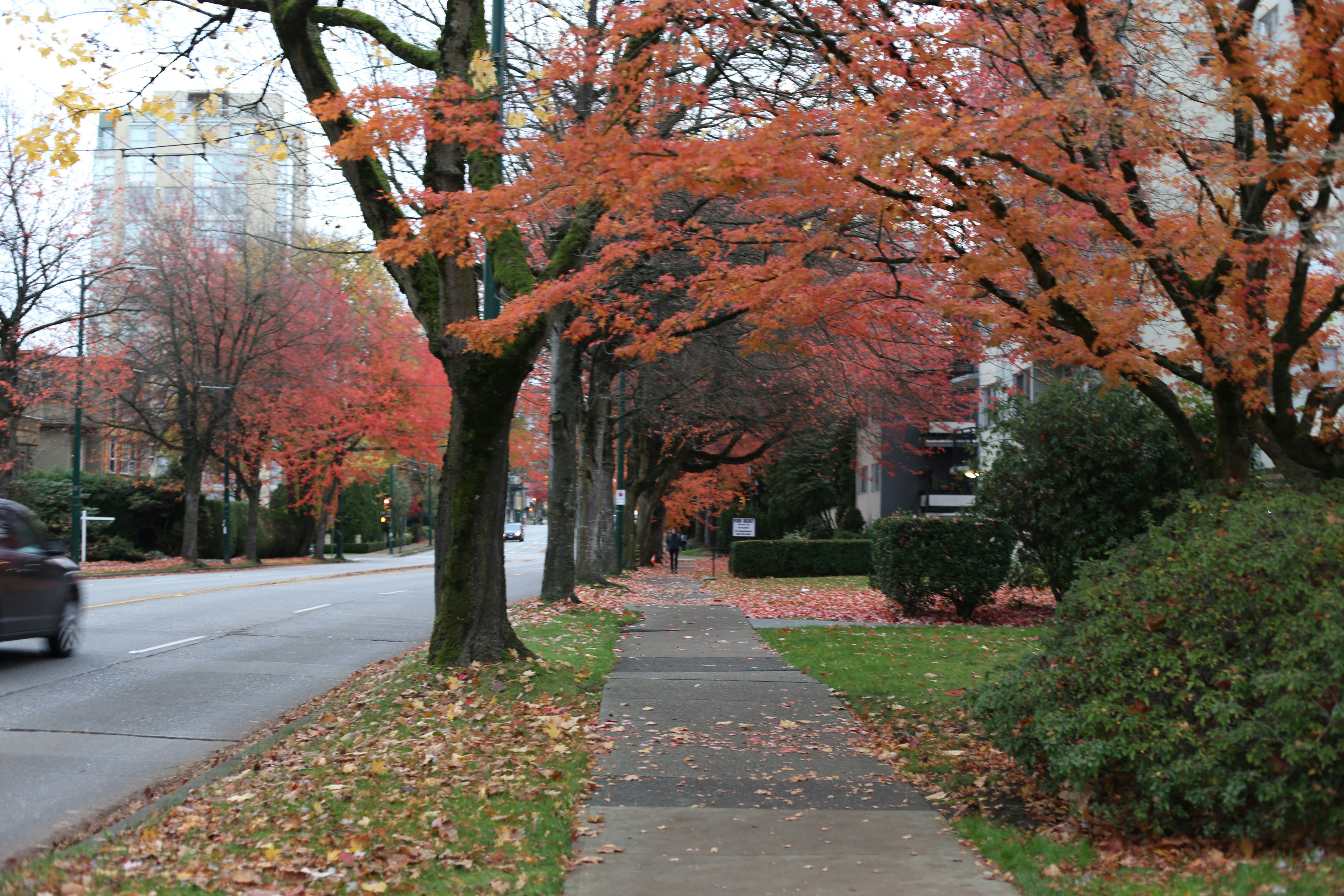 Crimson Canopy over a Quiet City Sidewalk in Autumn