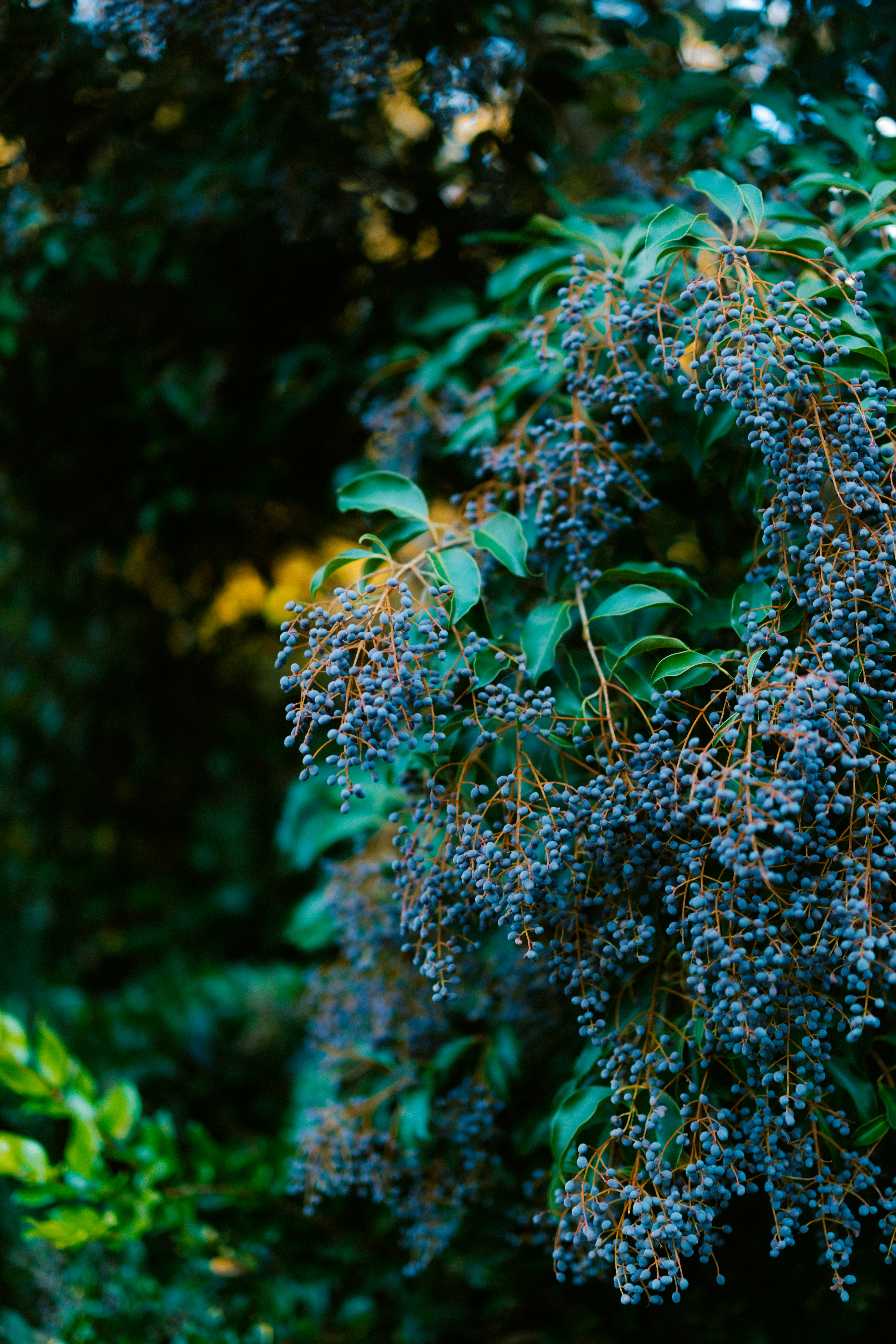 Cerulean Berry Cascade Draped on a Quiet Hedge