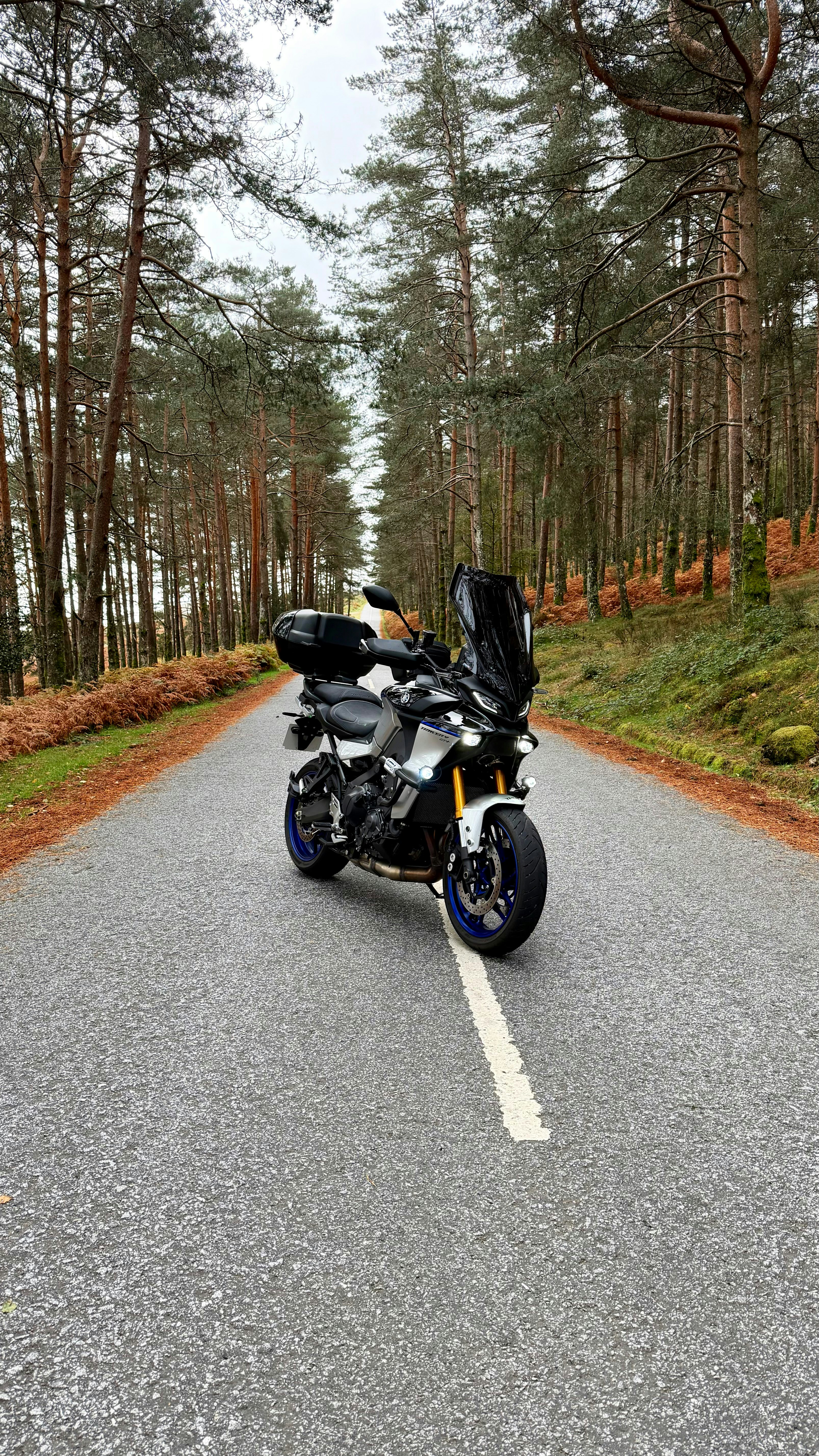 Blue-Wheeled Adventure on a Forest Road