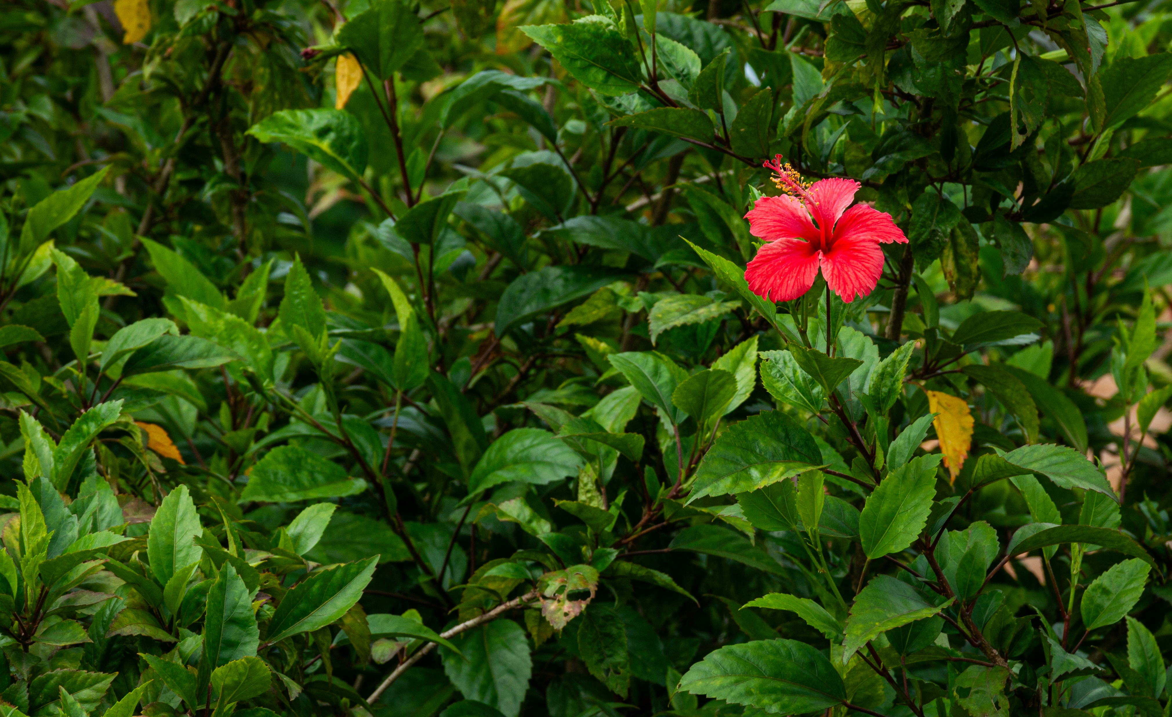Crimson Hibiscus Pierces a Sea of Emerald Foliage