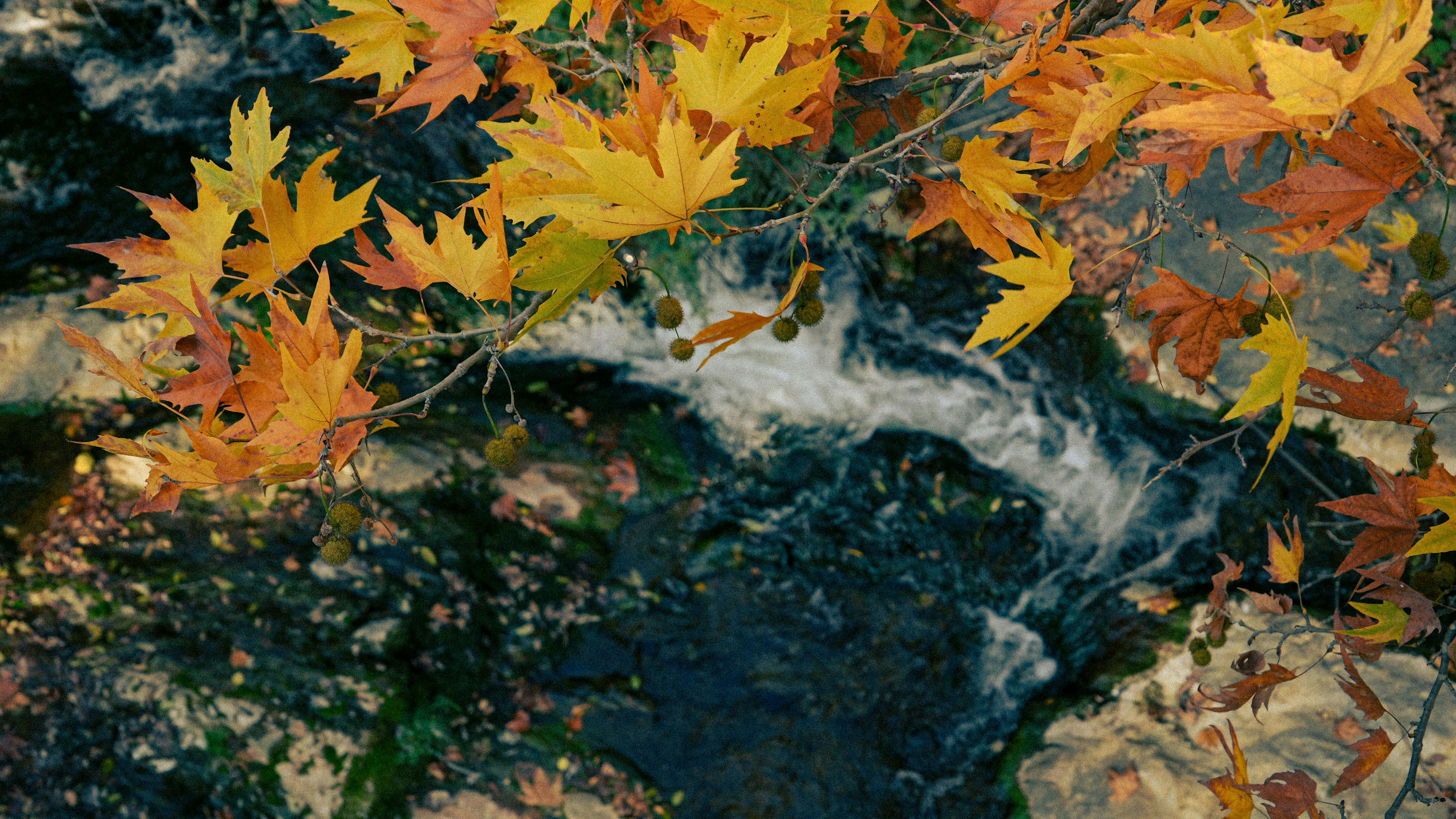 Gold-Leaf Cascade Over a Forest Creek