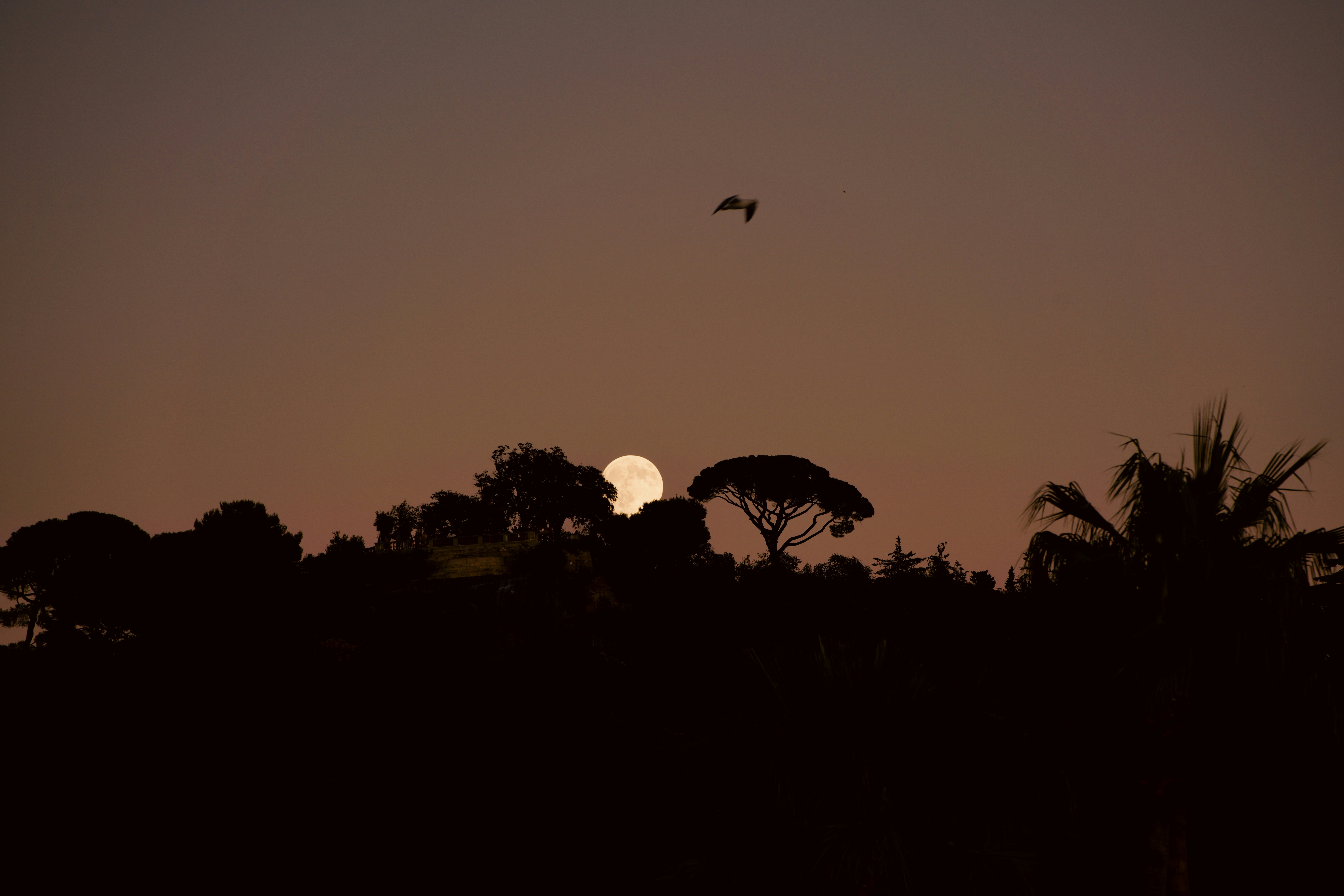 Moonrise Over the Silhouette Horizon: Bird in Flight at Dusk