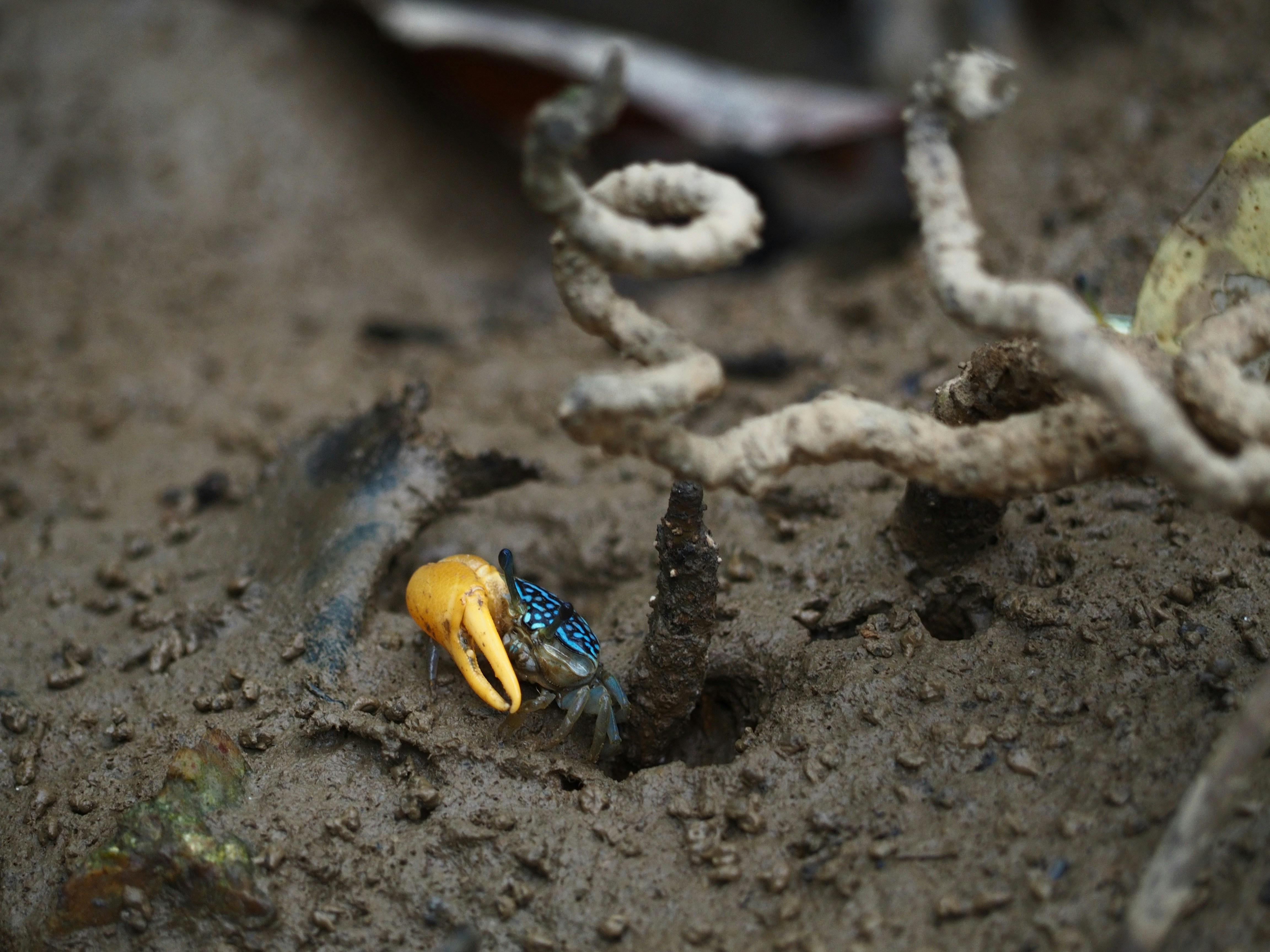 Mangrove Blue Crab