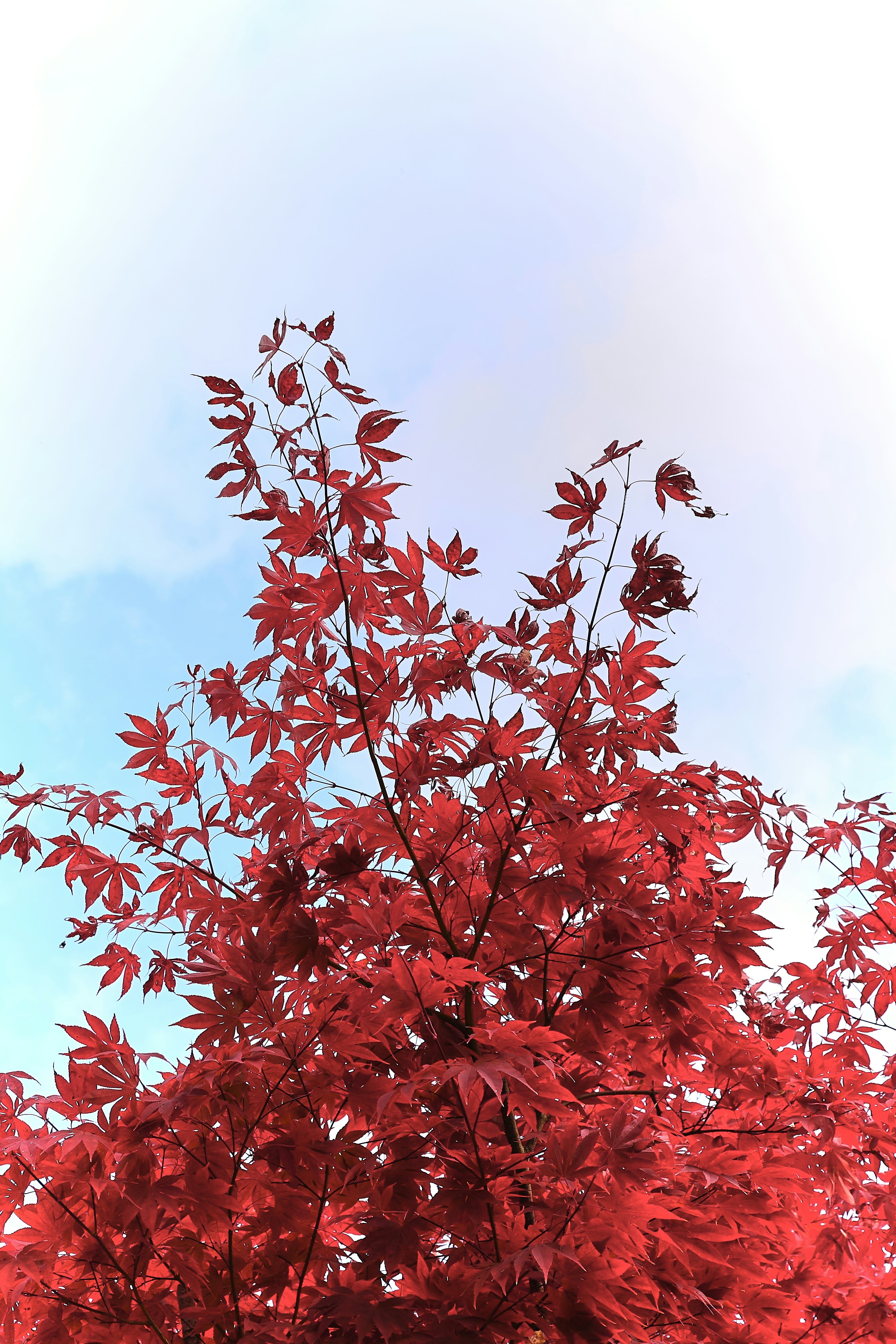 Crimson Maple Canopy Framing a Cerulean Sky