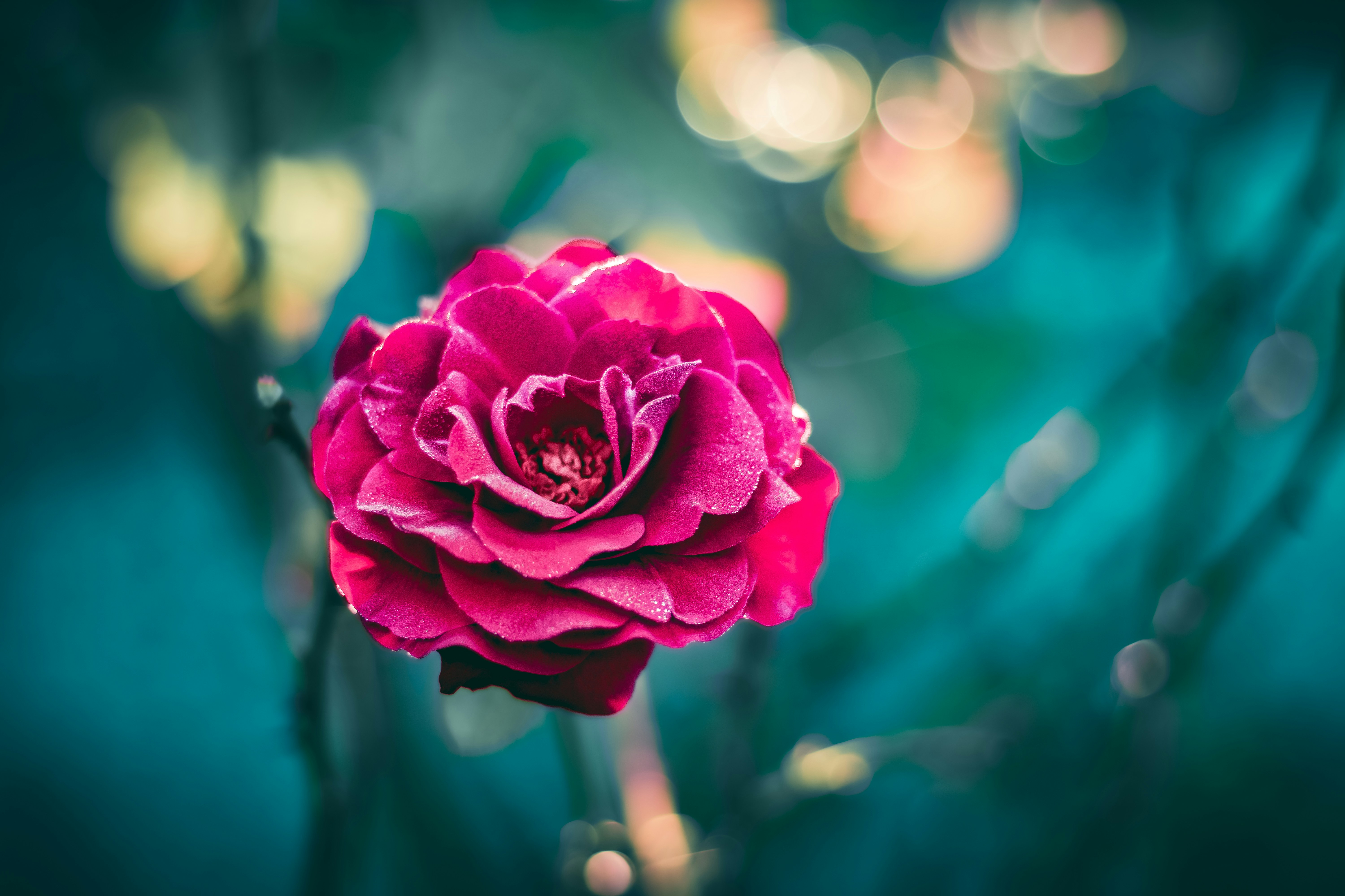 Photo by Ondřej E.S. Kormoš with Canon EOS 200D