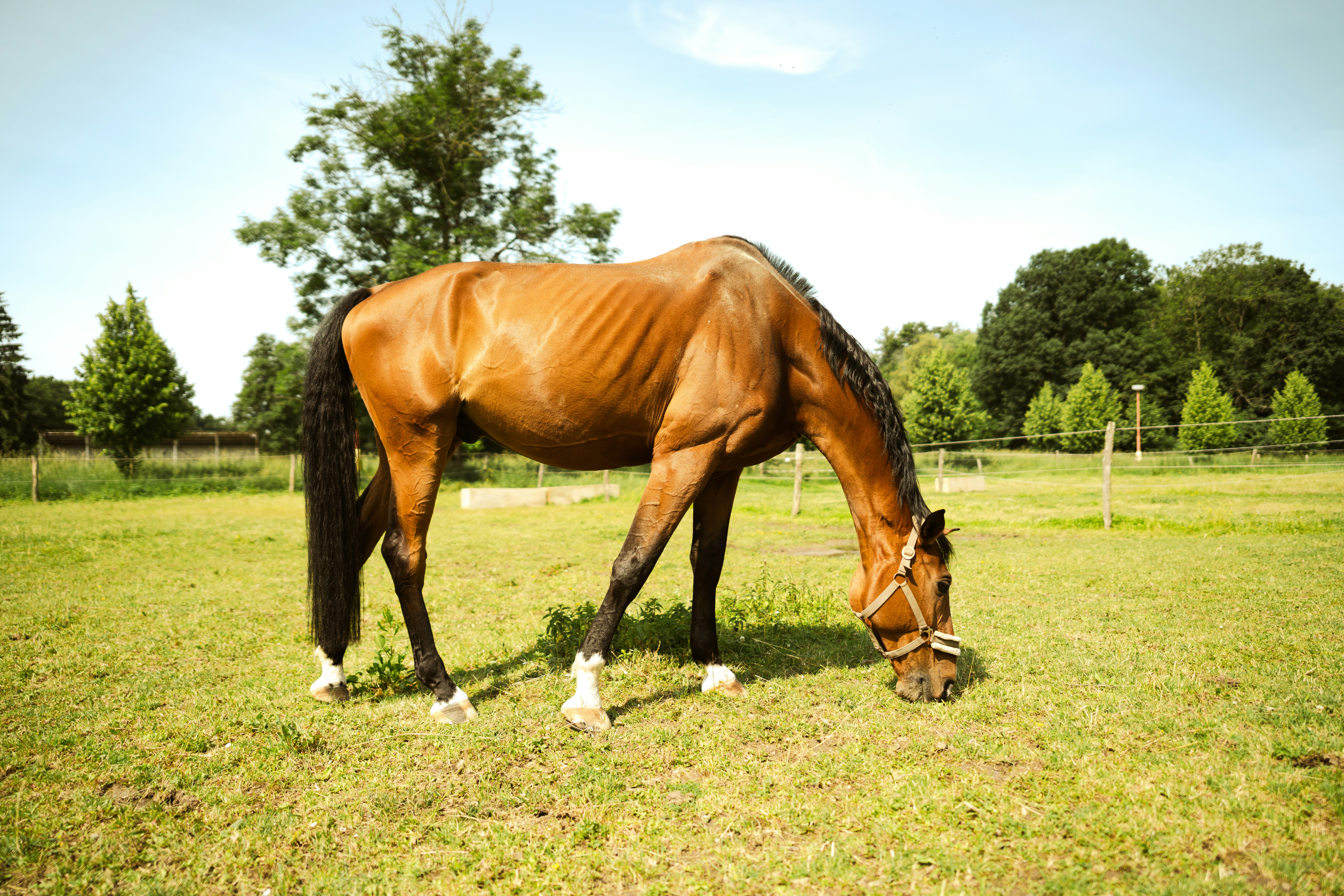 Photo by Ondřej E.S. Kormoš with Sony Alpha 7R IV