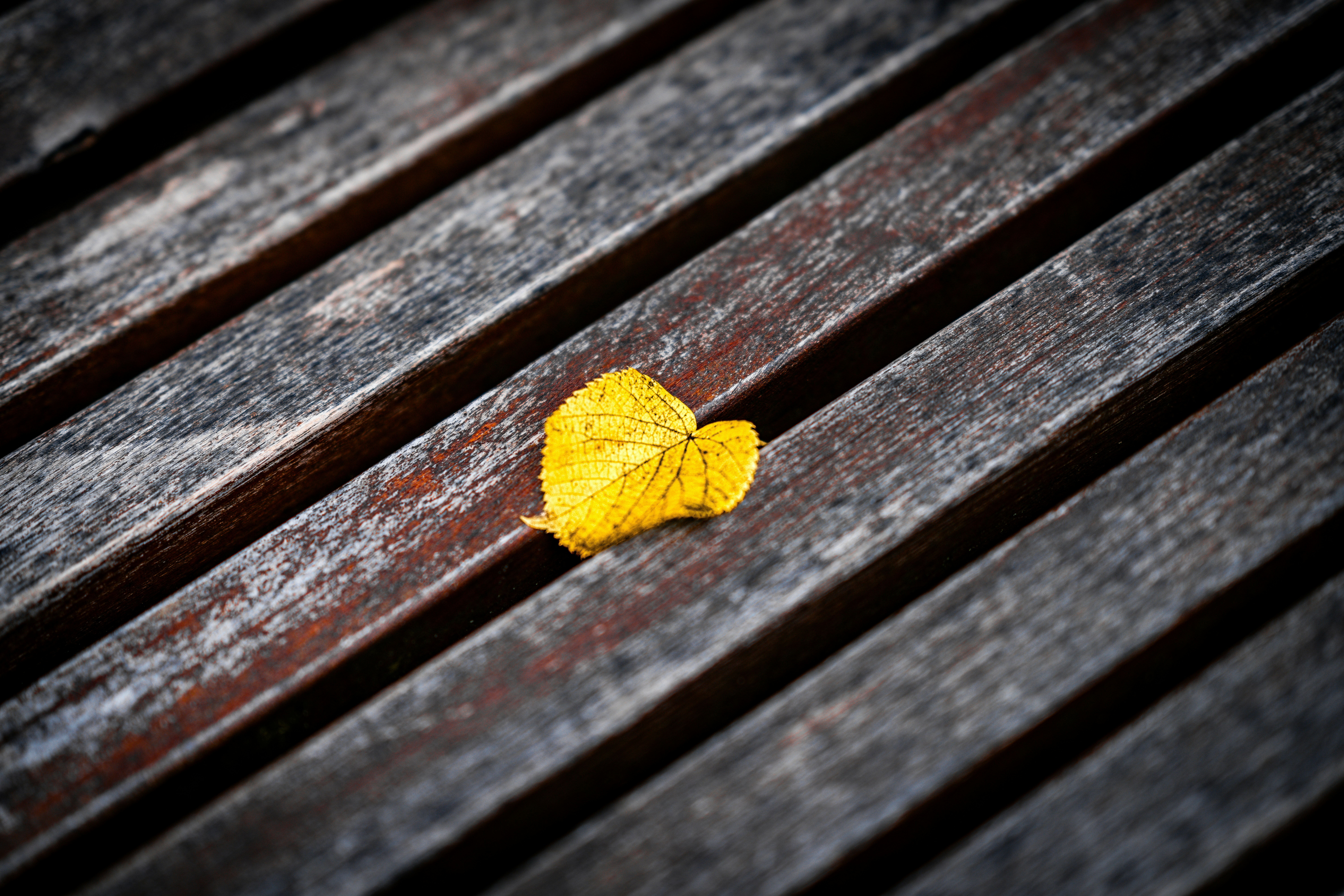 Golden Leaf on Weathered Slats: Quiet Fall on a Bench