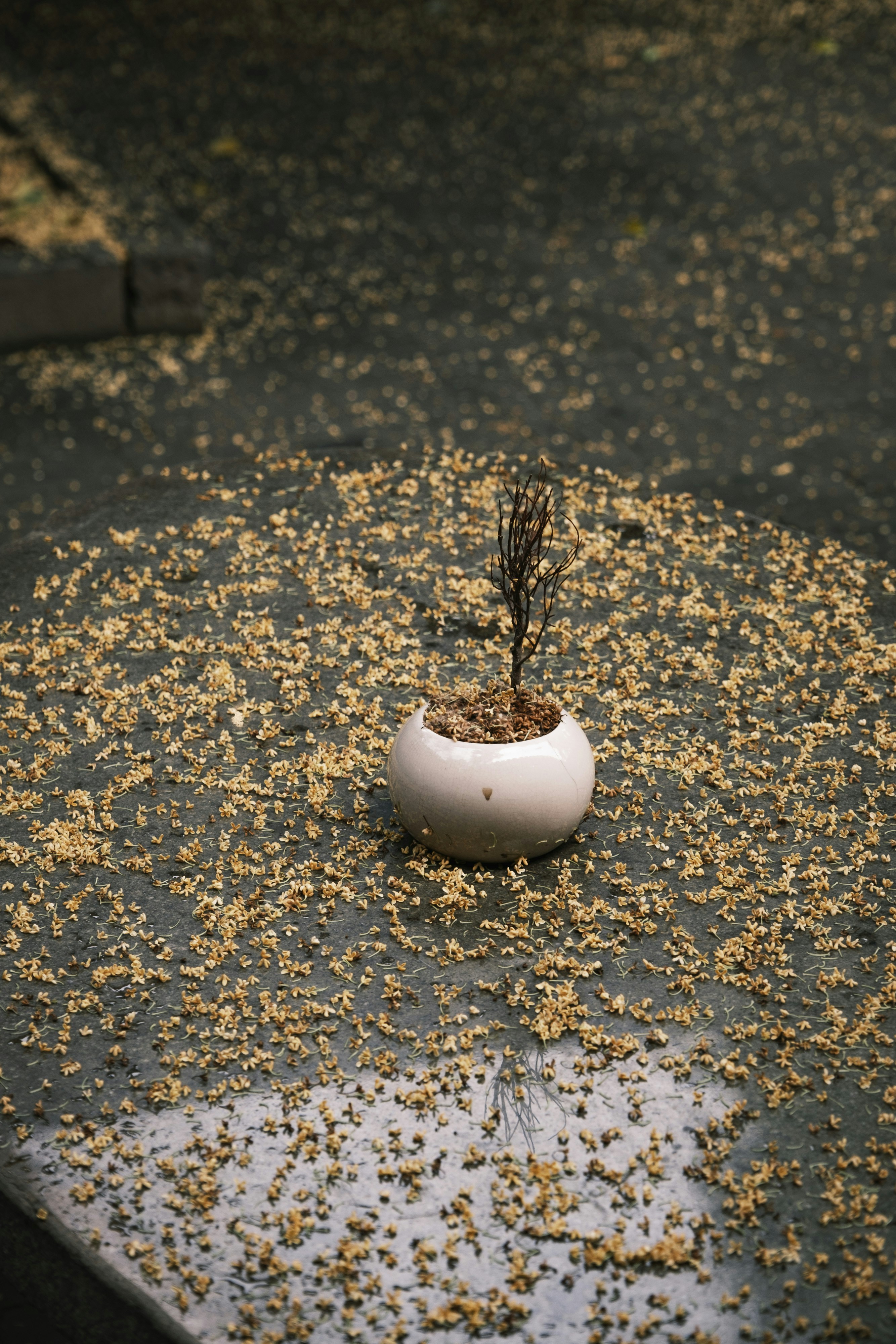 Lonely Sprig in a Ceramic Vessel Amid Fallen Petals