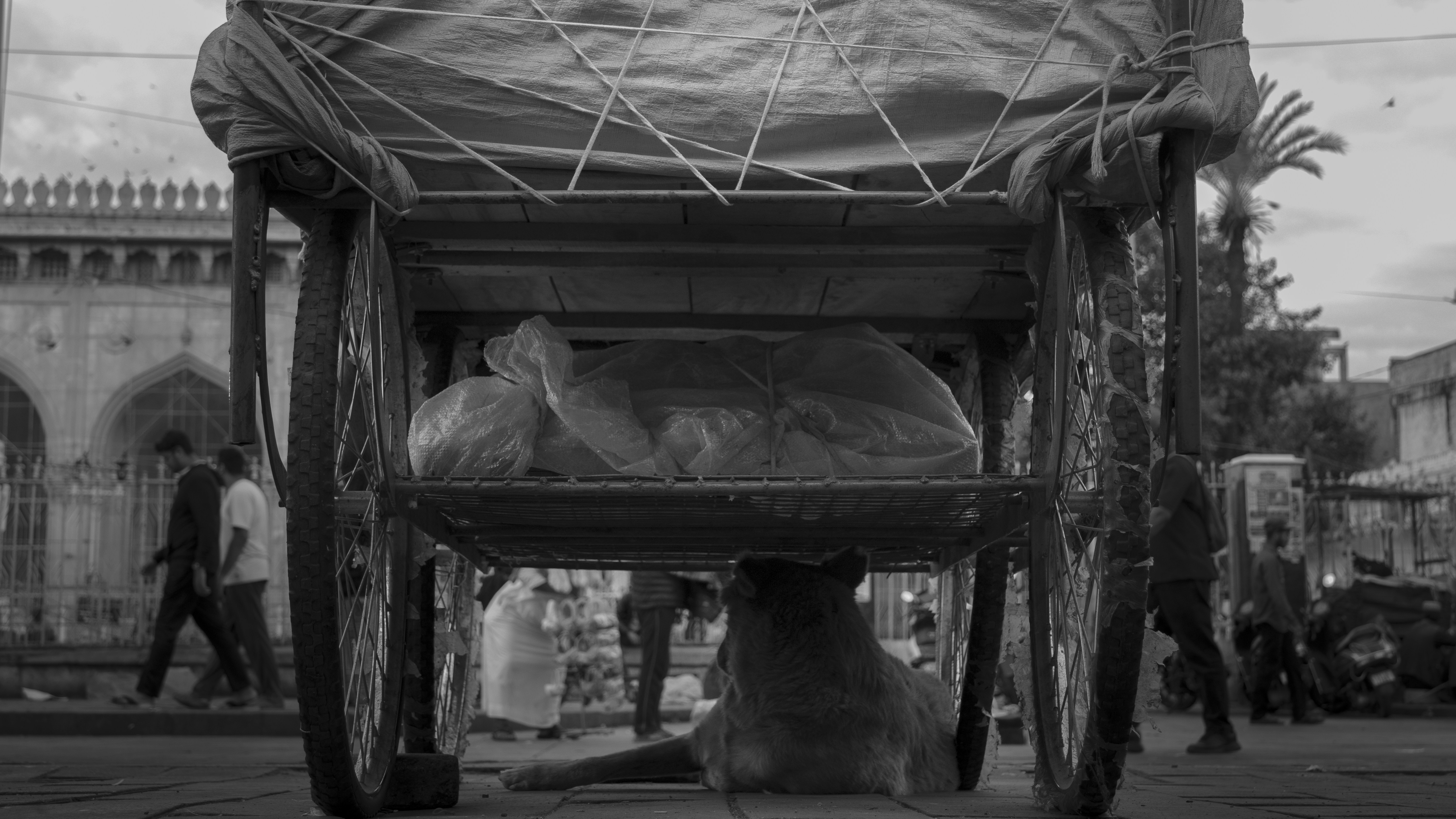 Under the Cart: A Street Dog's Quiet Watch in a Busy Square