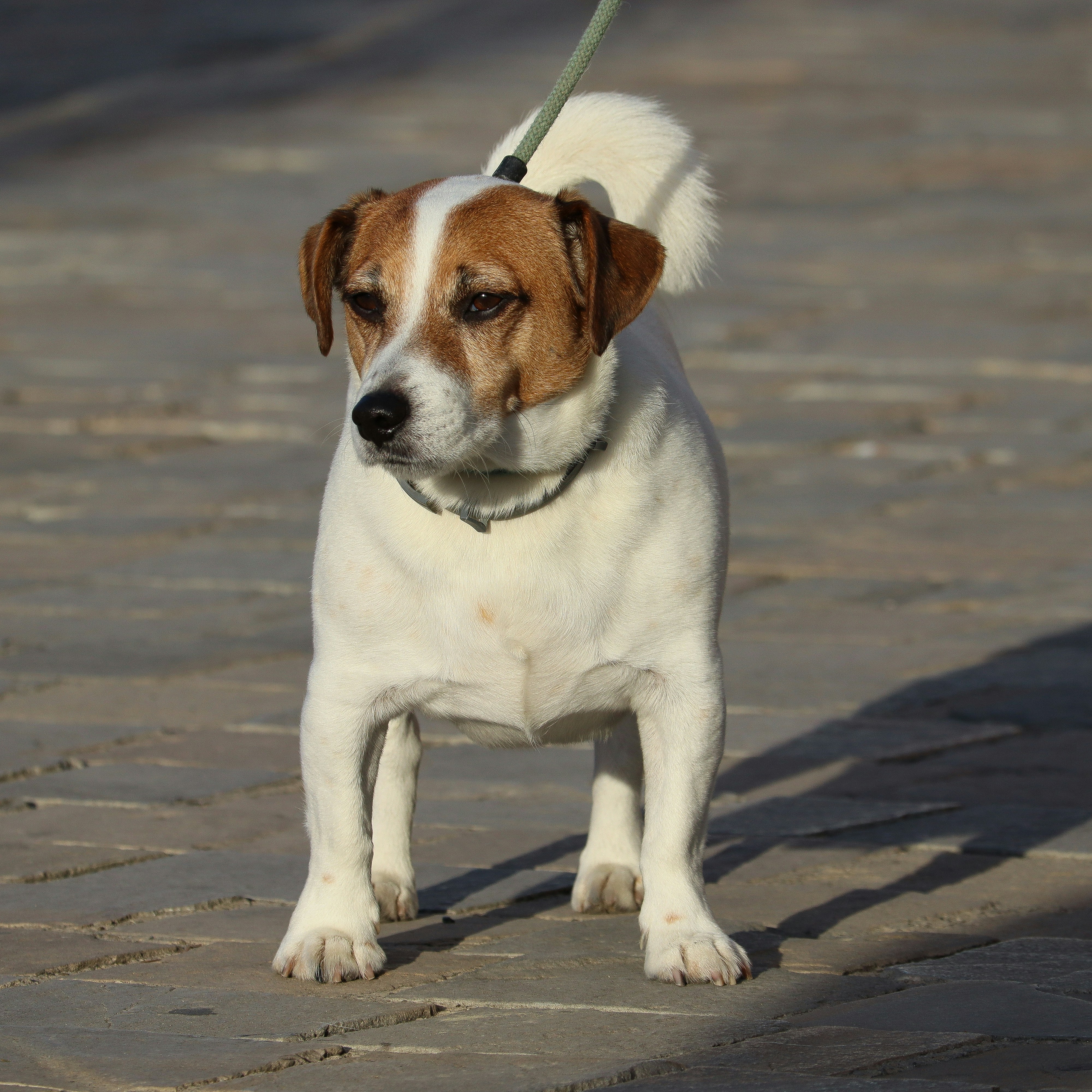 Pavement Sentinel: a terrier pauses in the afternoon light