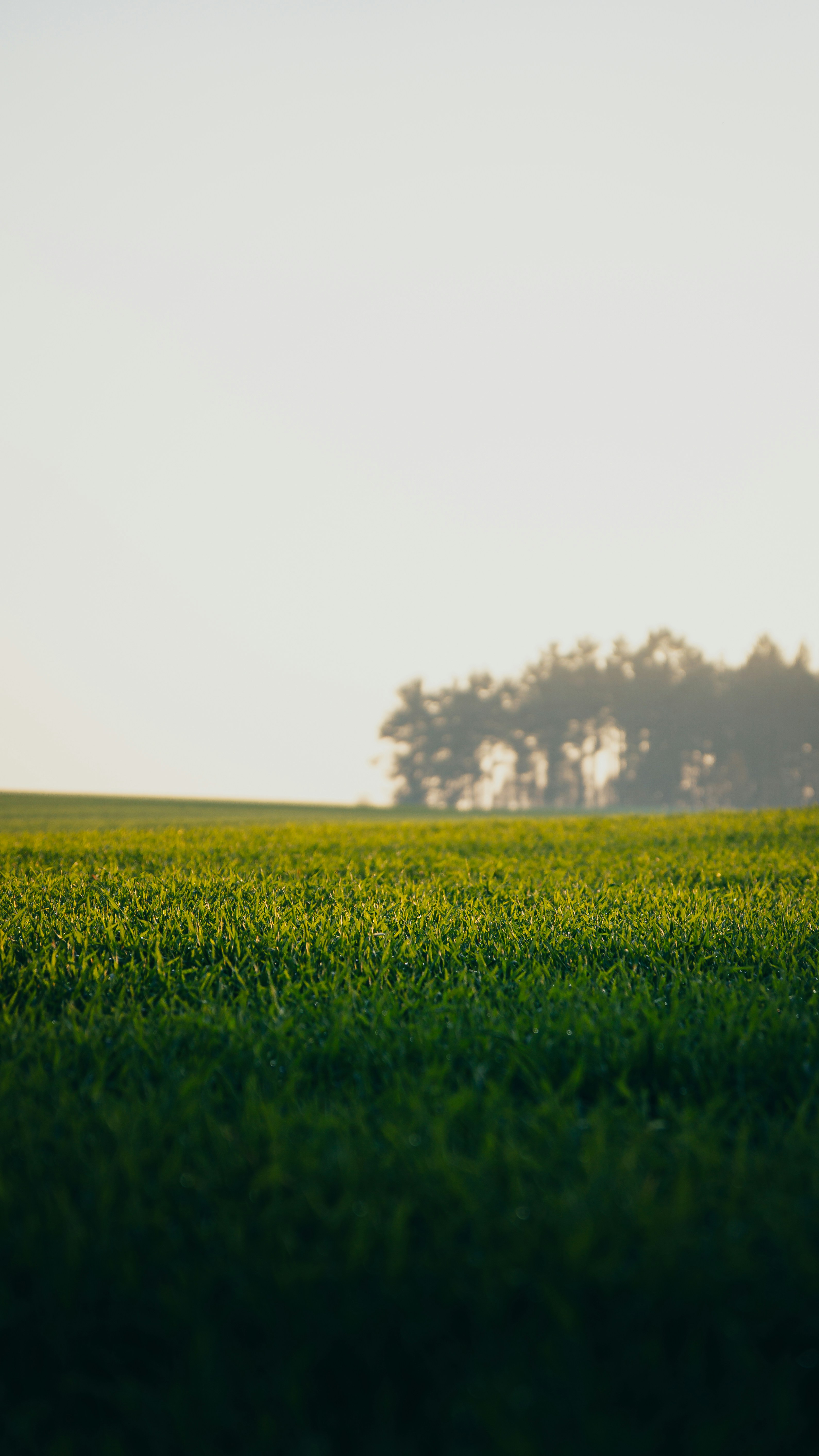 Green grass field with trees in the background. photo – Free Trees ...