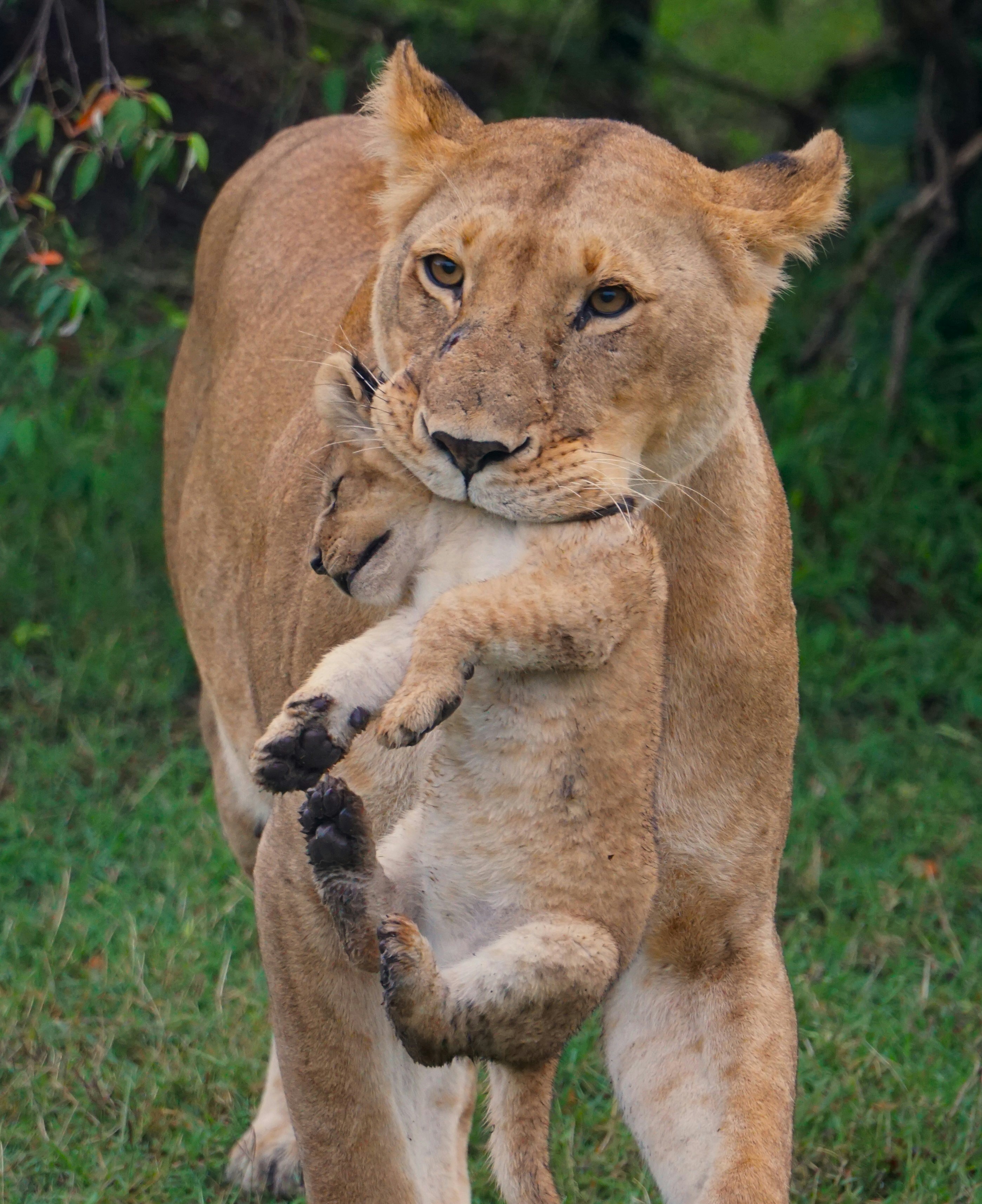 Gaze and Grace: a lioness mid-step in a sunlit clearing