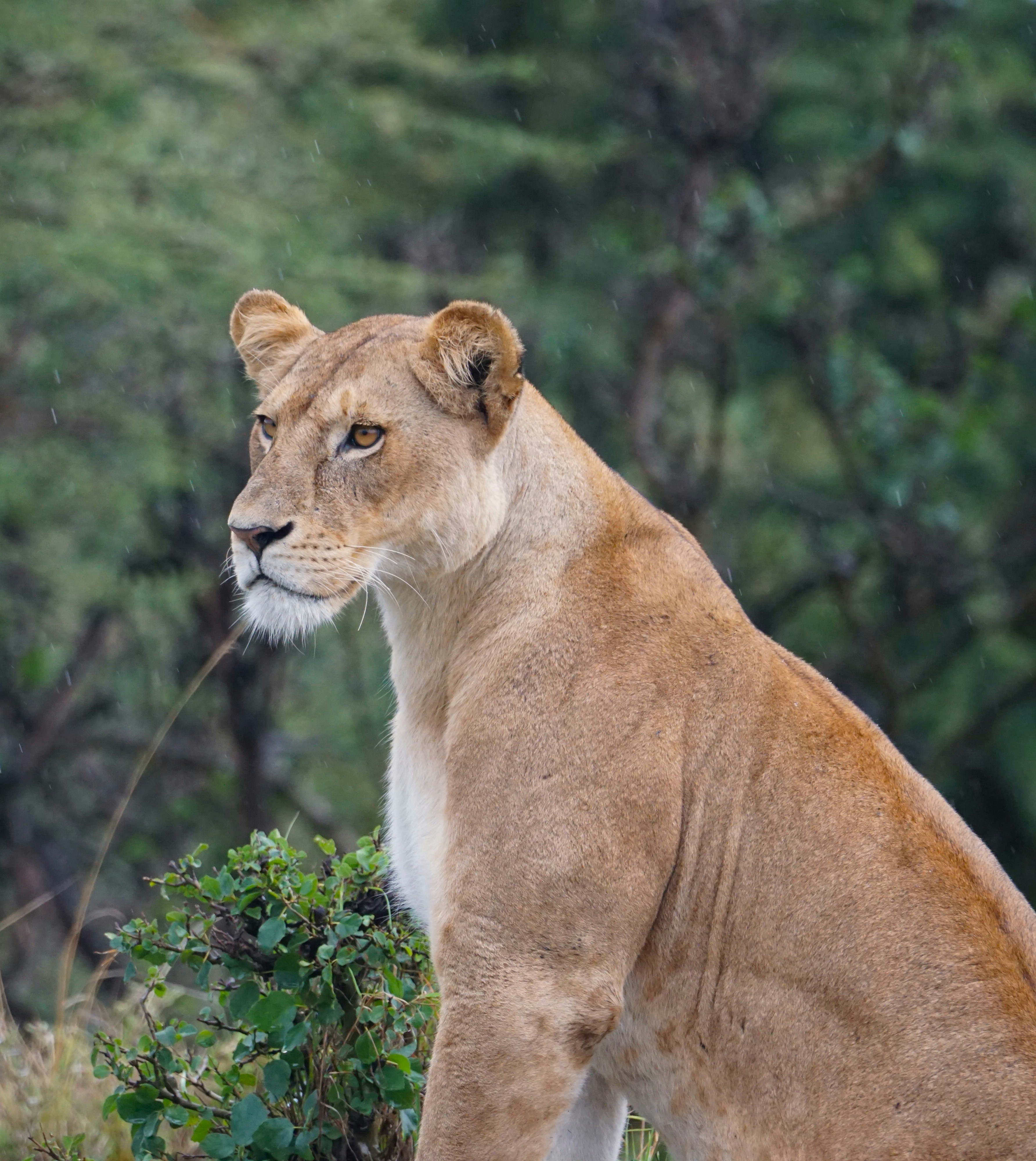 Lioness on Watch: Portrait Across the Savannah Green