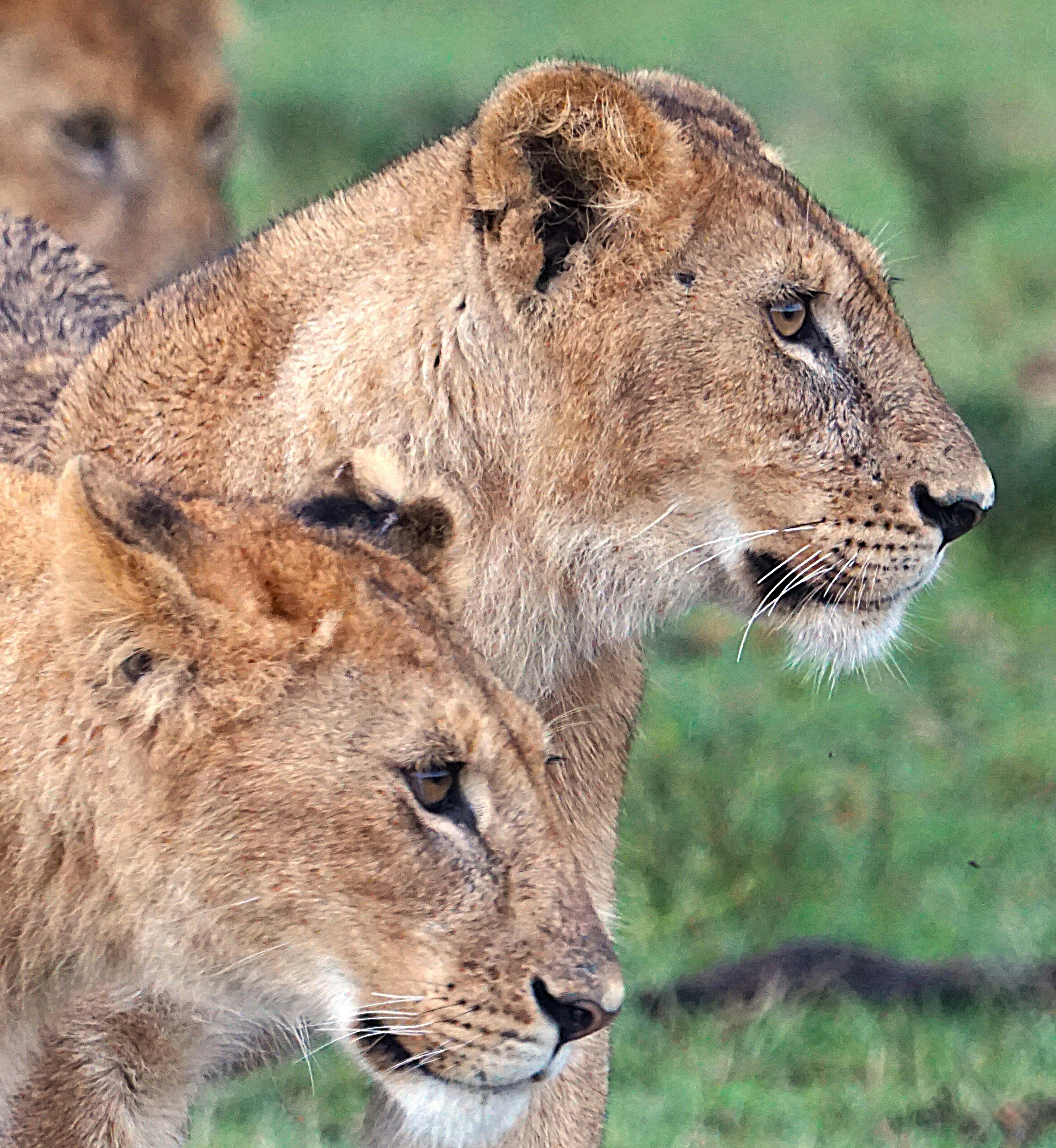 Twin Gazes on the Savanna: Close-Up Portrait of Two Lionesses