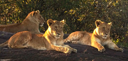 Golden Hour Tranquility: Three Lions Rest on a Sunlit Rock