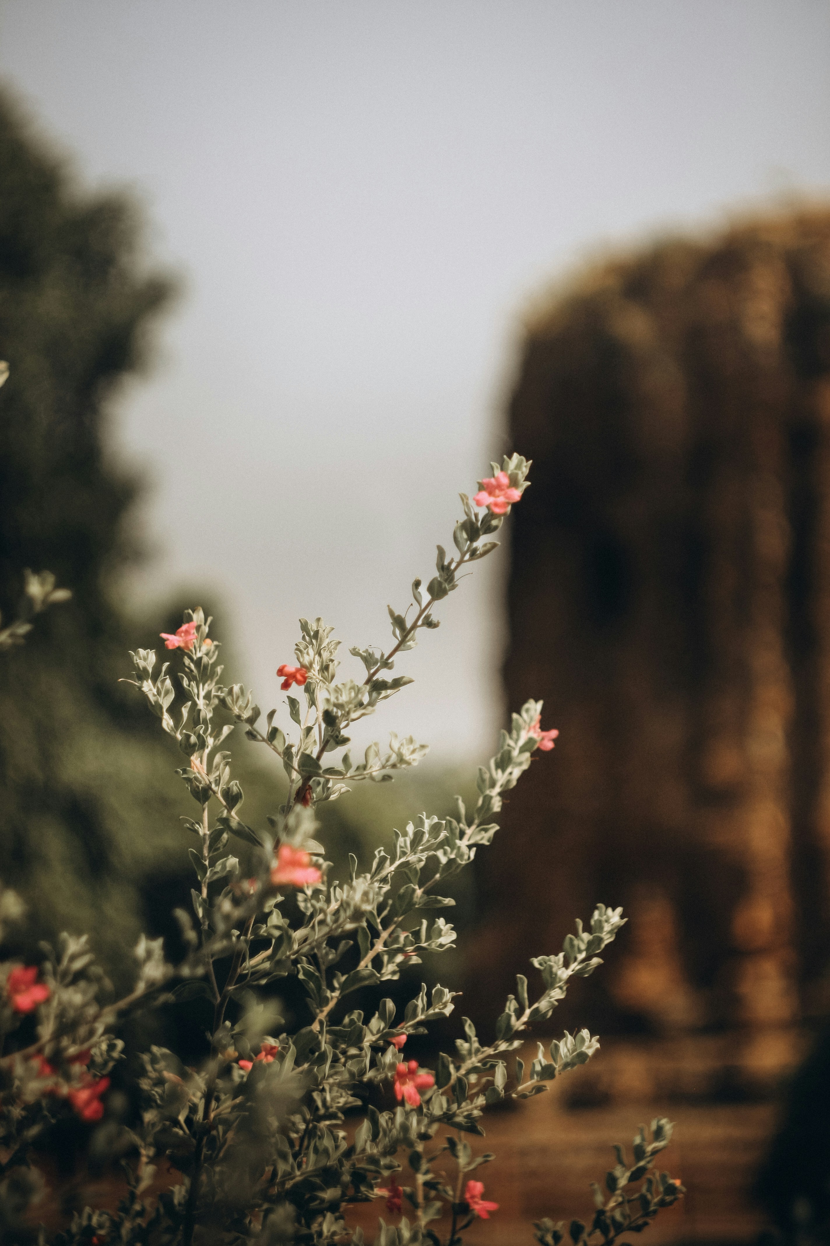 Petals in Focus, Framed by a Weathered Monolith