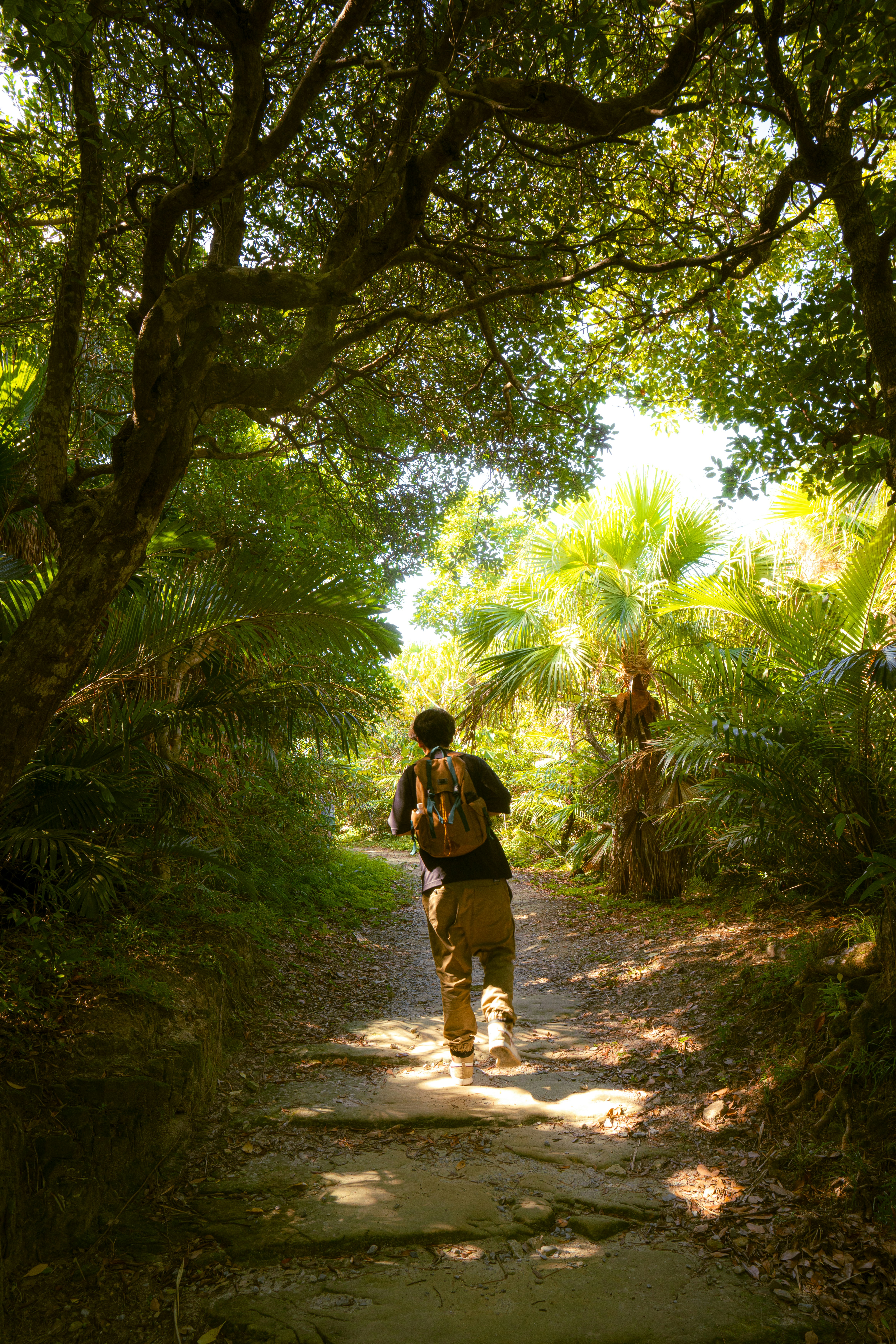 Path Through the Green Veil: A Traveler Ahead