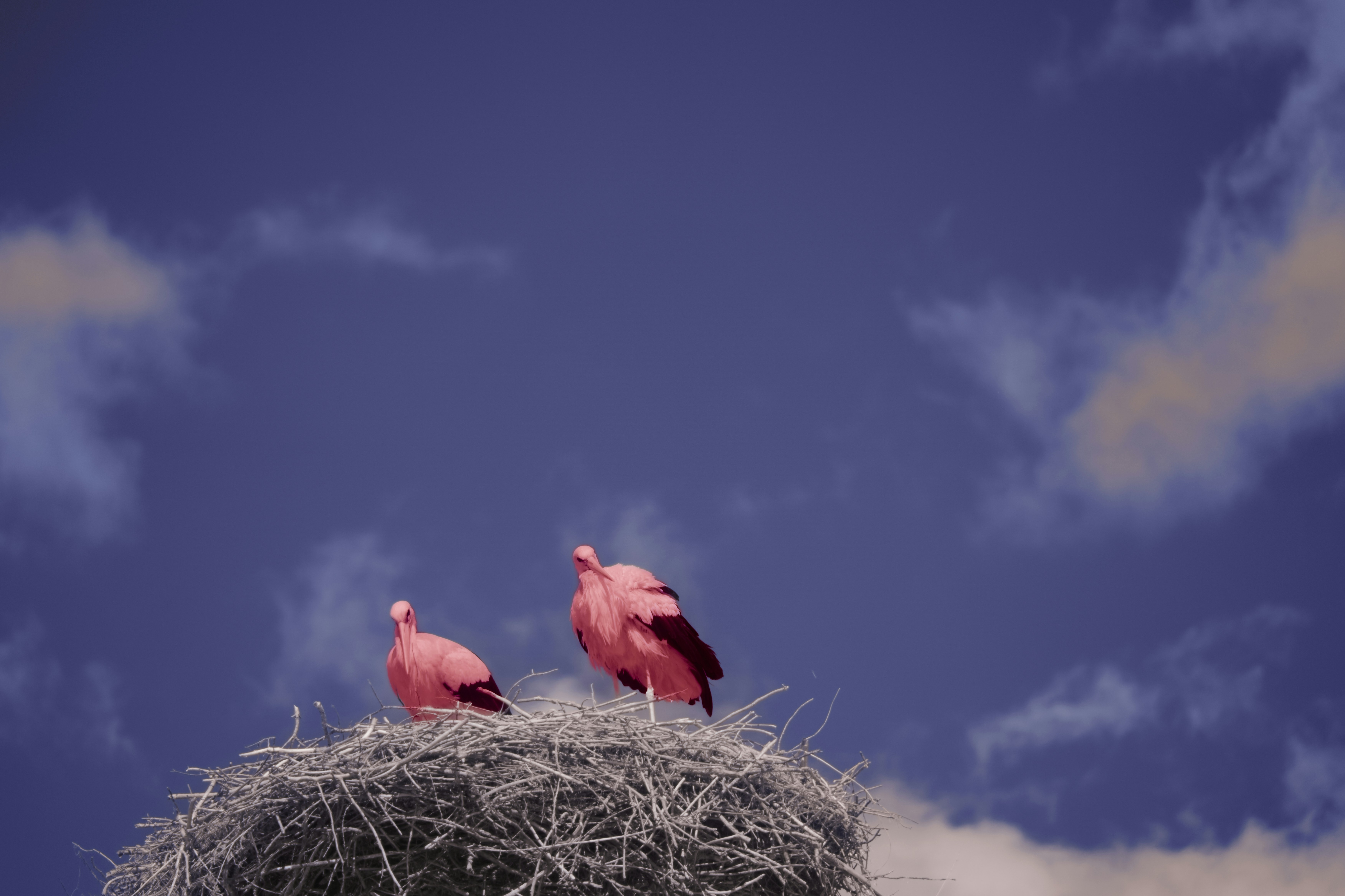 Photo by Wolfgang Hasselmann with Sony Alpha 7 IV