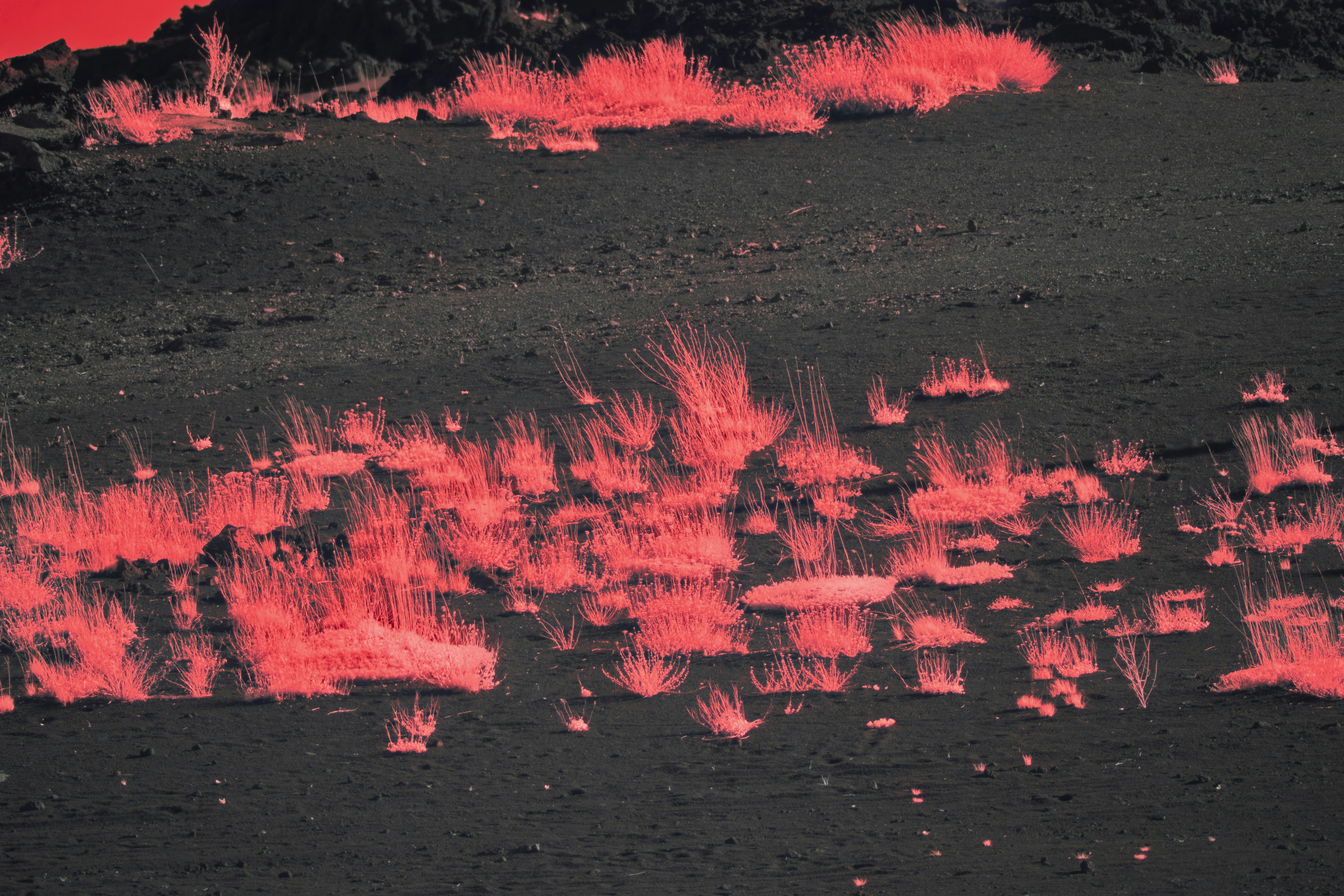 Photo by Wolfgang Hasselmann with Sony Alpha 7 IV