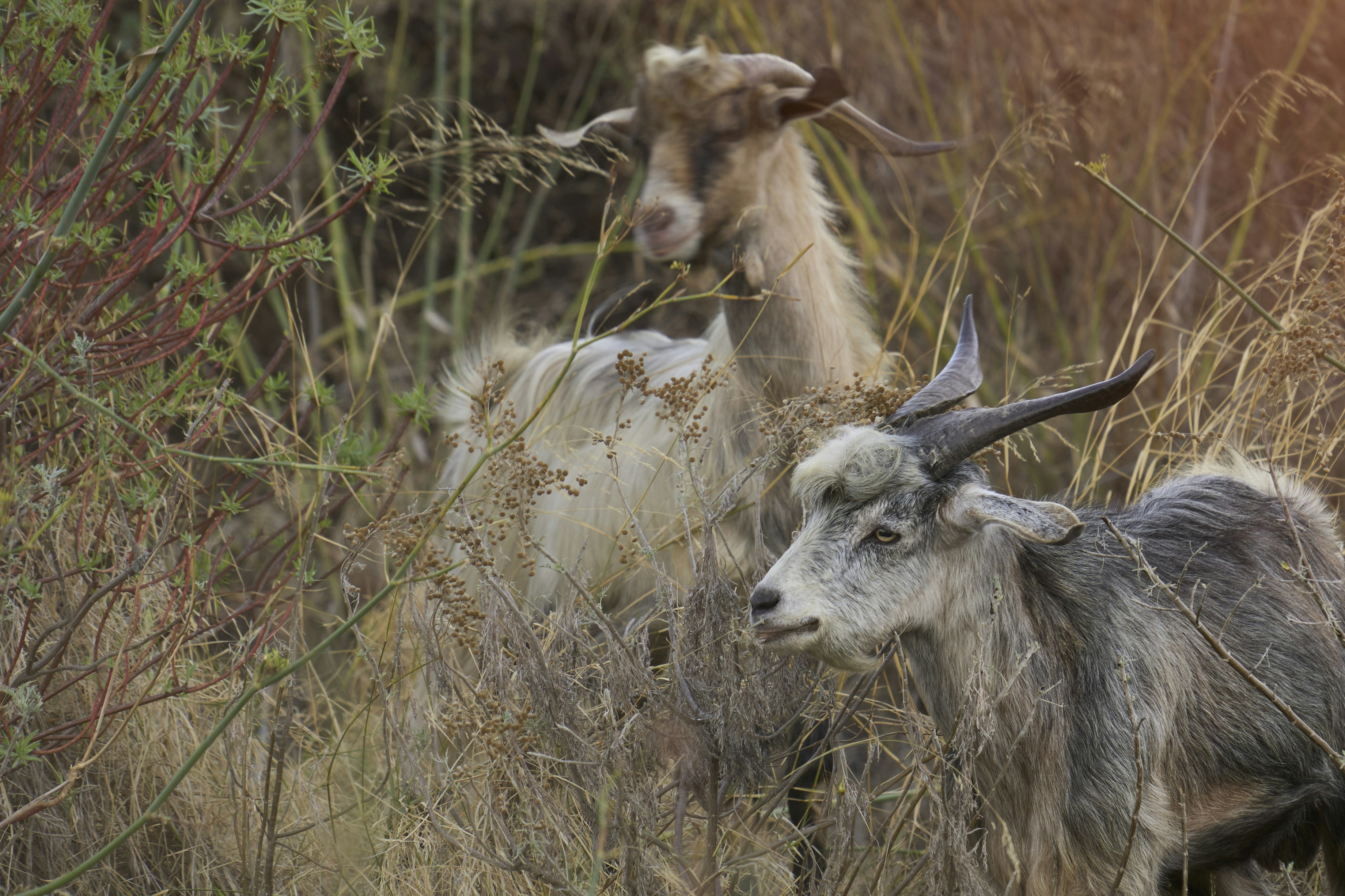 Photo by Wolfgang Hasselmann with Sony Alpha 7 IV