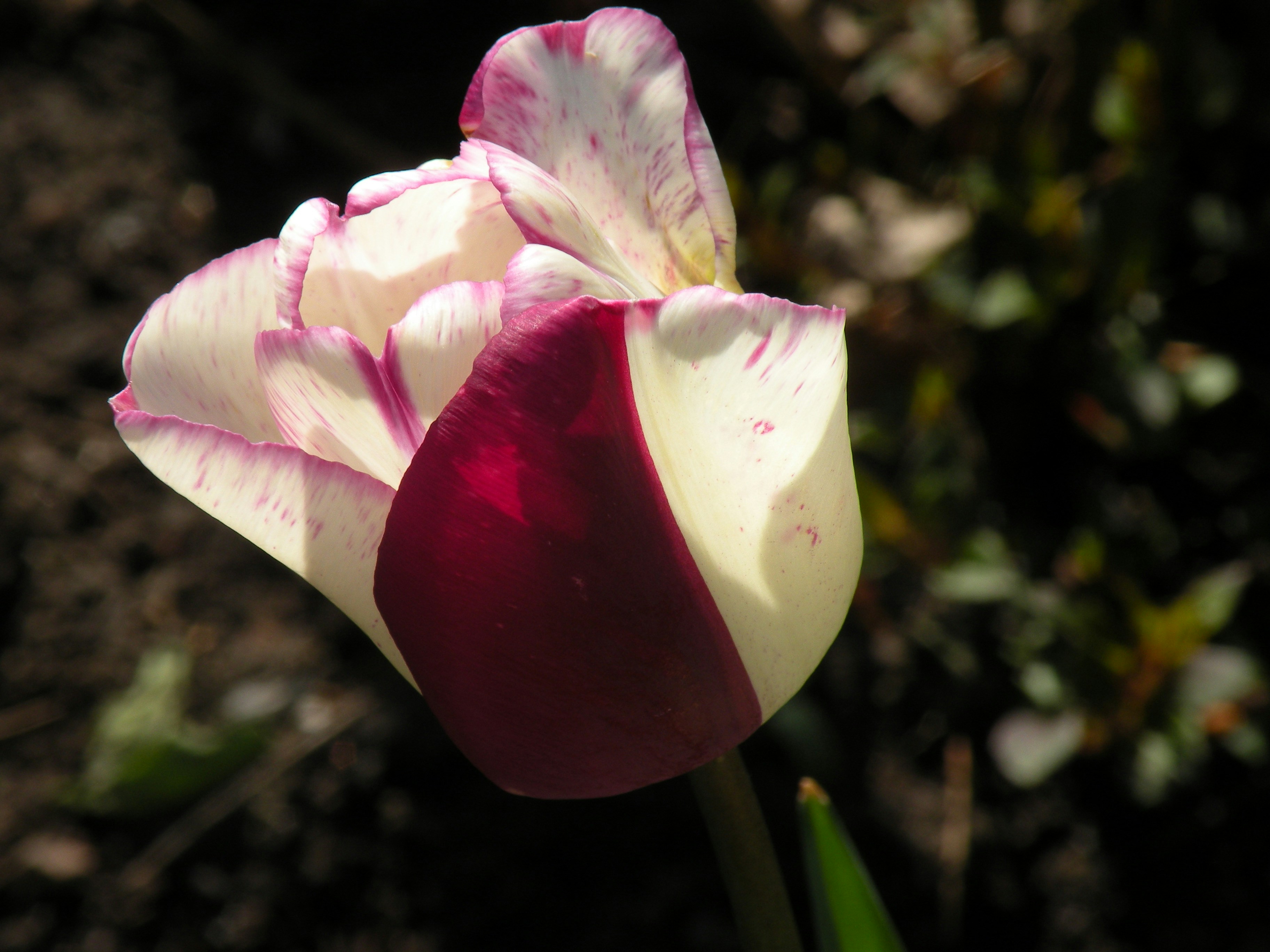 A white and red tulip blooming in sunlight.