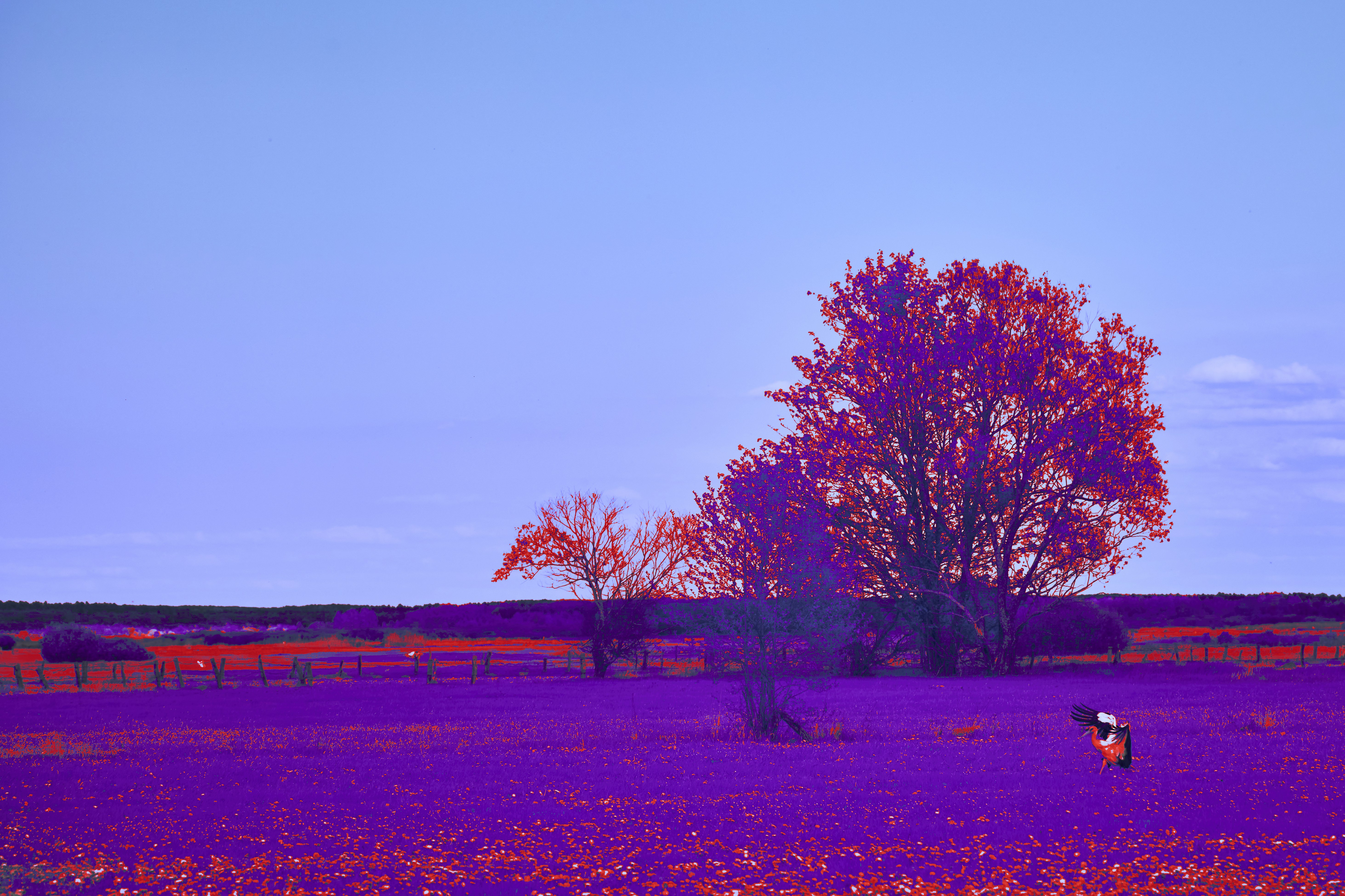 Crimson Tree on a Violet Prairie Beneath a Calm Blue Sky